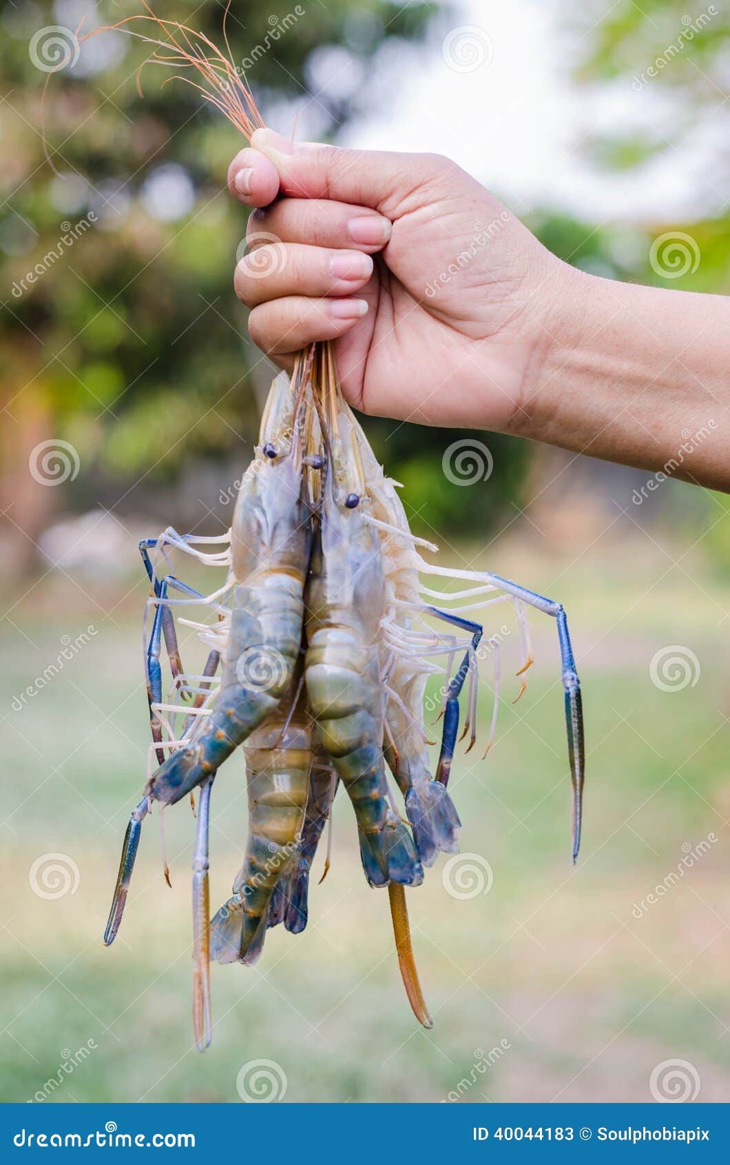 Fresh prawns stock image. Image of ingredient, lunch - 40044183