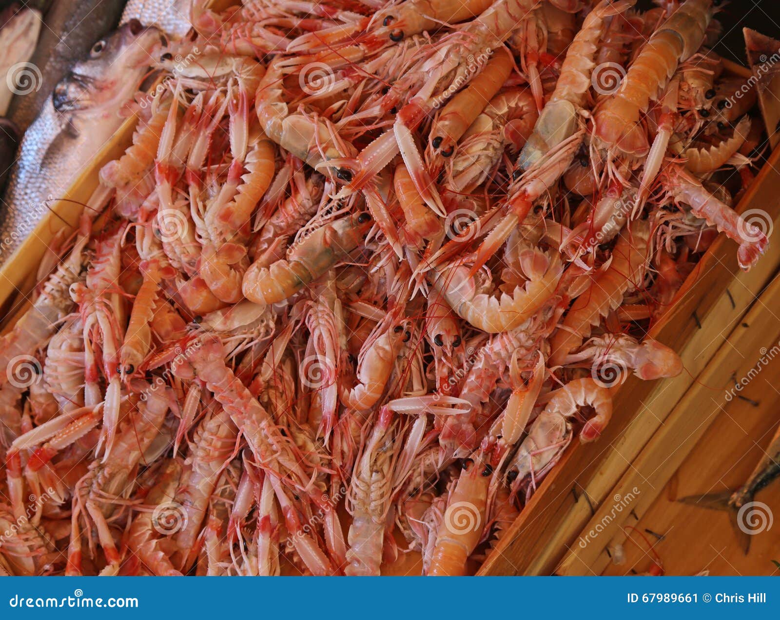 Fresh Prawns stock image. Image of lots, prawns, caught - 67989661