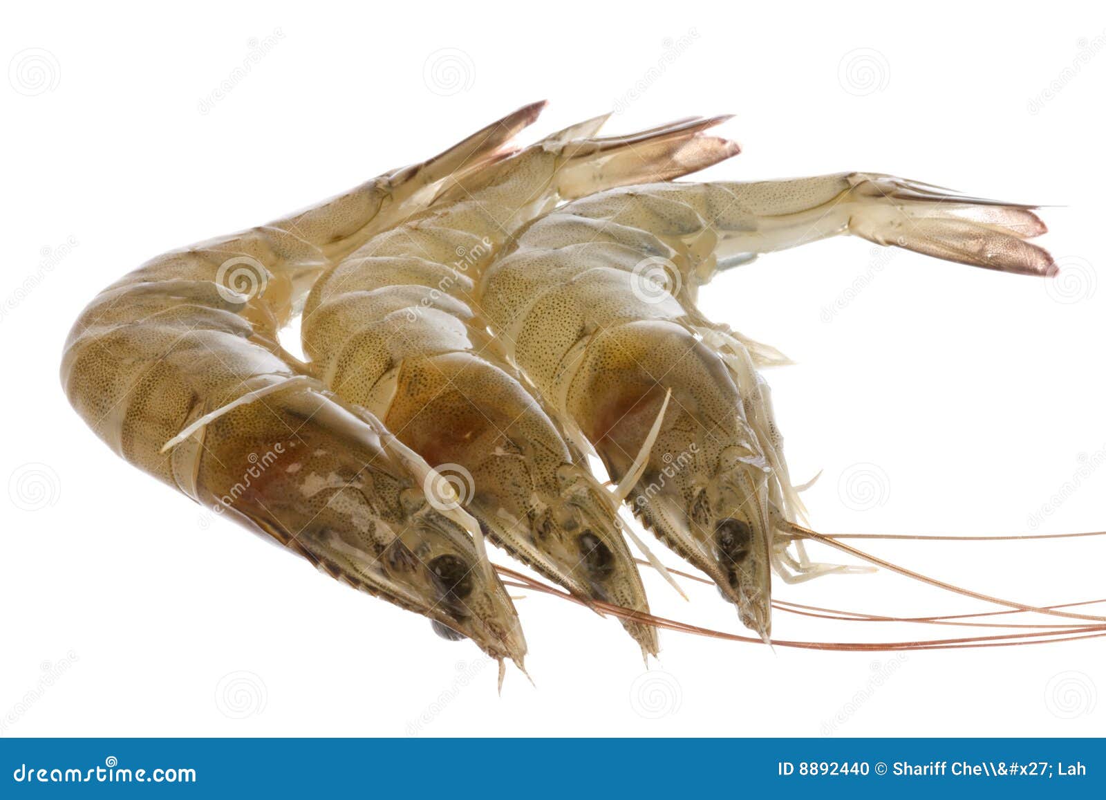 Fresh Prawns Macro Isolated Stock Photo - Image of crustacean, marine ...