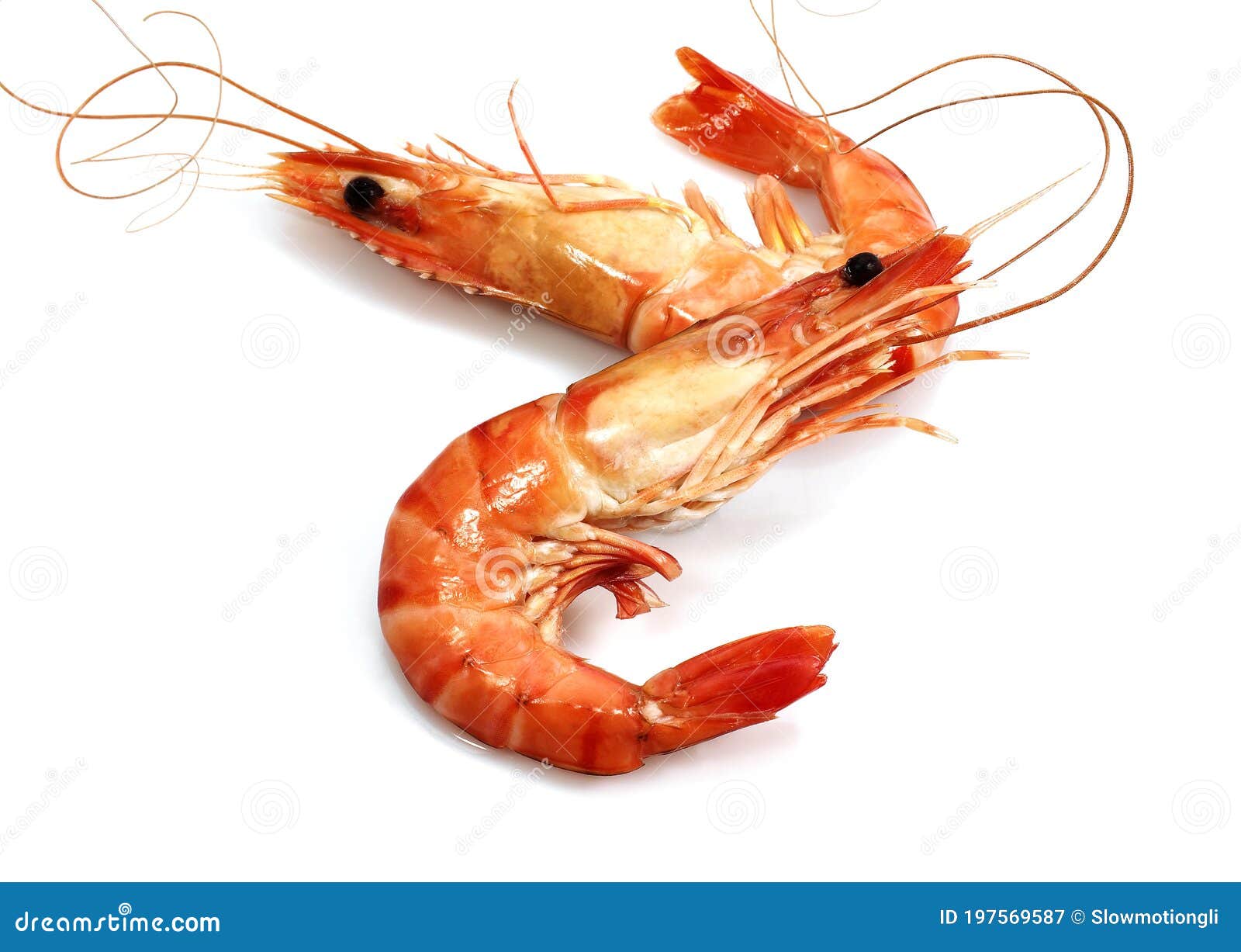 Fresh Prawns, Palaemon Serratus Against White Background Stock Image ...