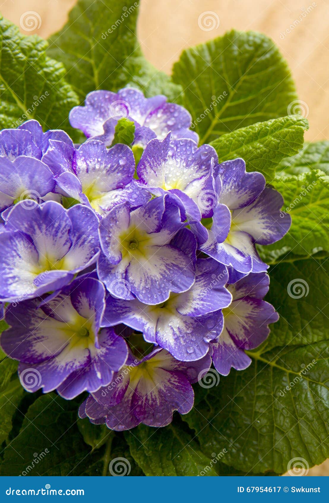 Fresh primula flowers . stock image. Image of beautiful - 67954617