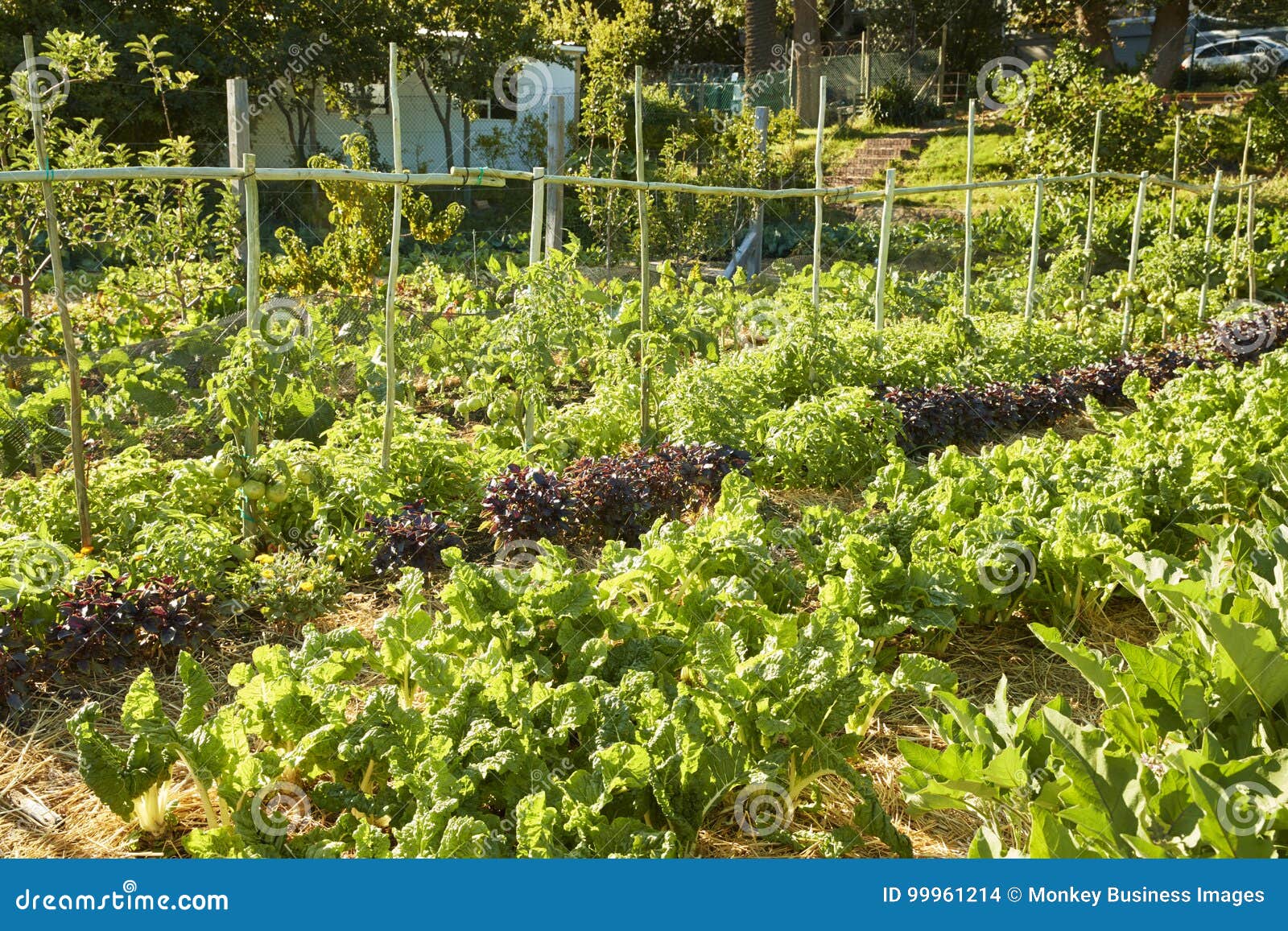 Fresh Produce Being Grown on Community Allotment Stock Photo - Image of ...