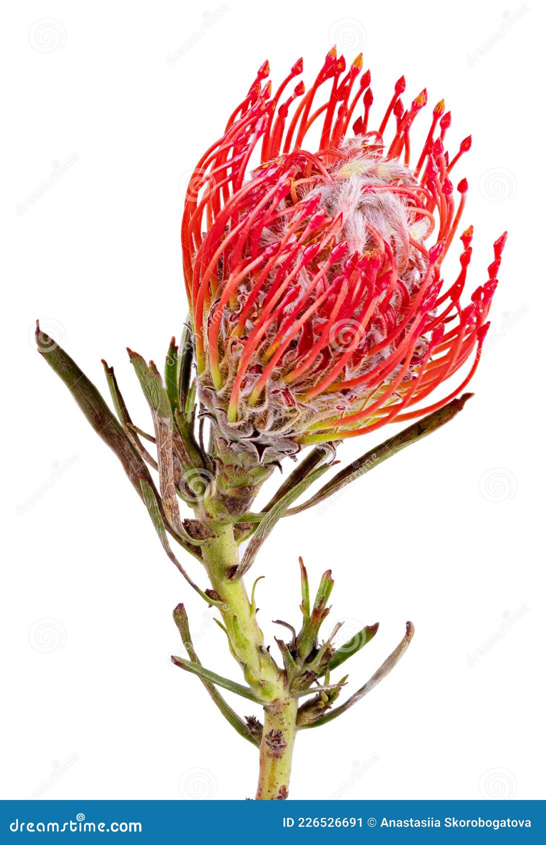 Fresh Protea Flower Isolated on White Background Stock Image - Image of ...
