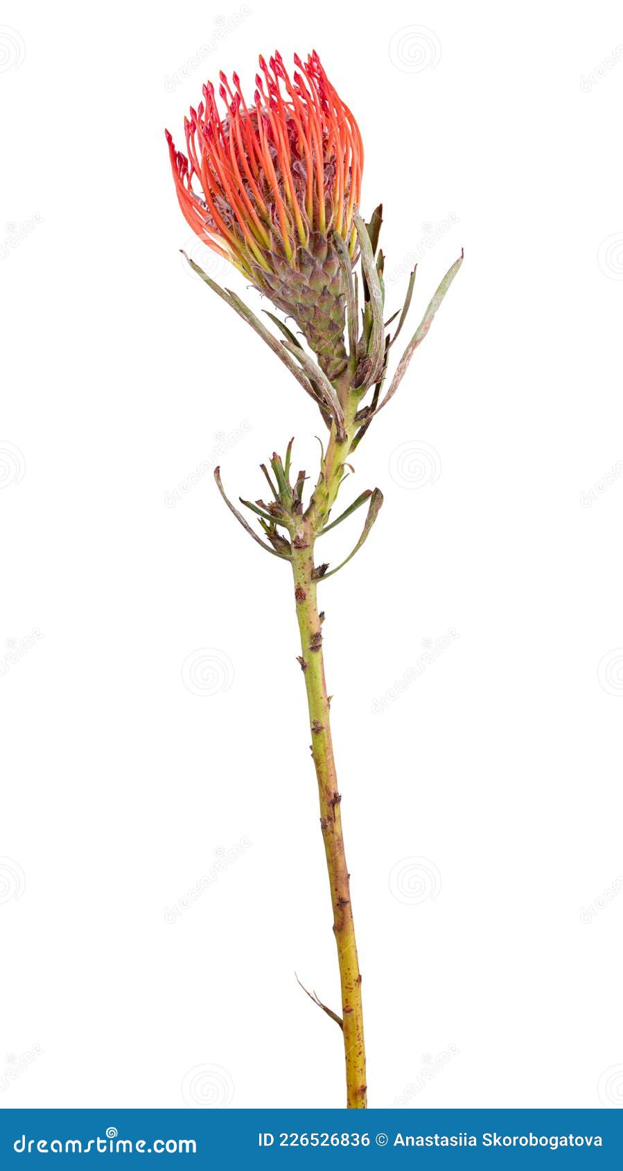 Fresh Protea Flower Isolated on White Background Stock Photo - Image of ...