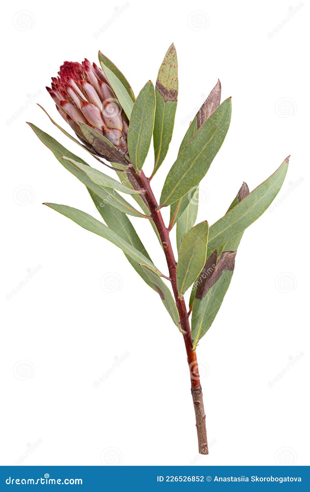 Fresh Protea Flower Isolated on White Background Stock Photo - Image of ...