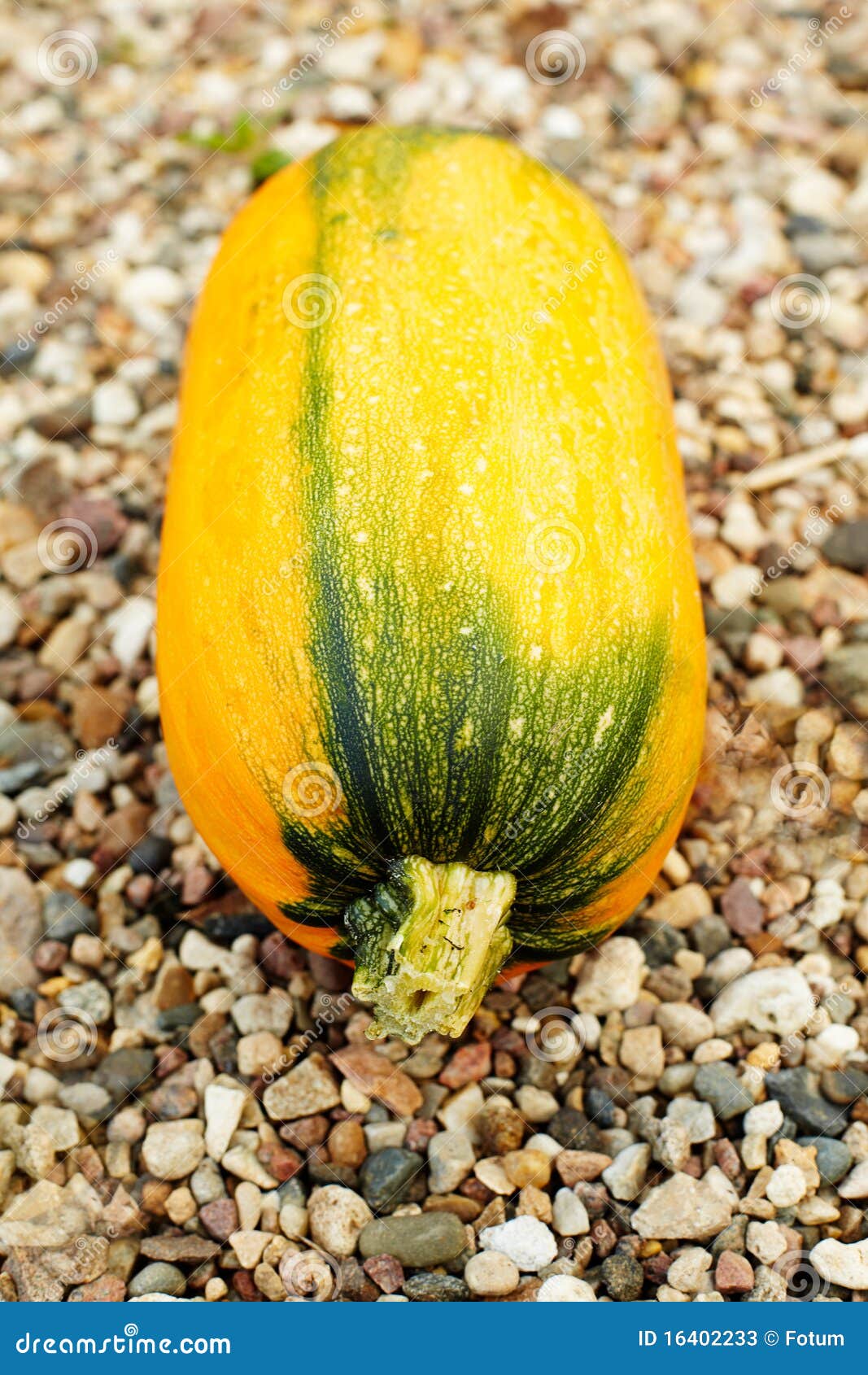 Fresh pumpkin stock image. Image of nature, fresh, pumpkin - 16402233