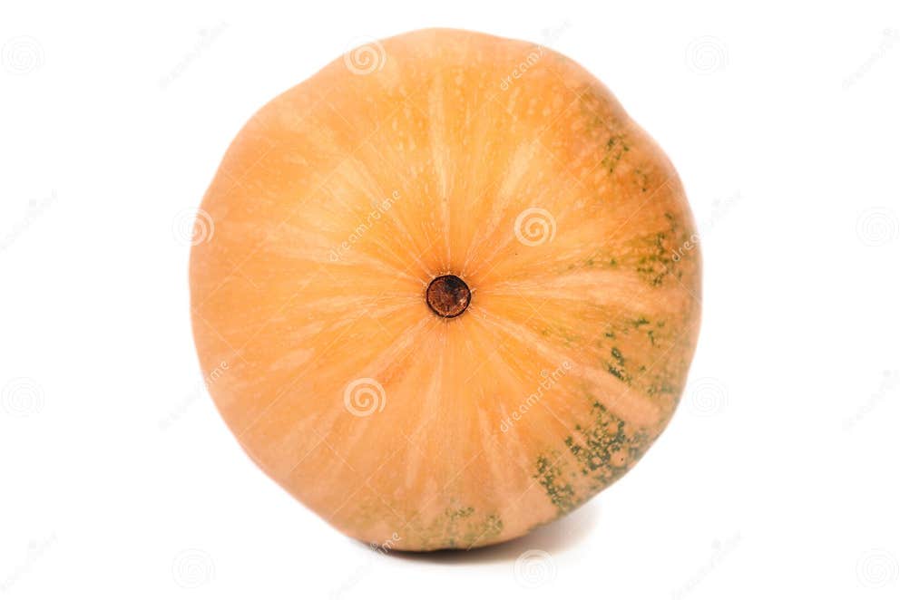 Fresh pumpkin. Bottom view stock photo. Image of bottom - 34776162