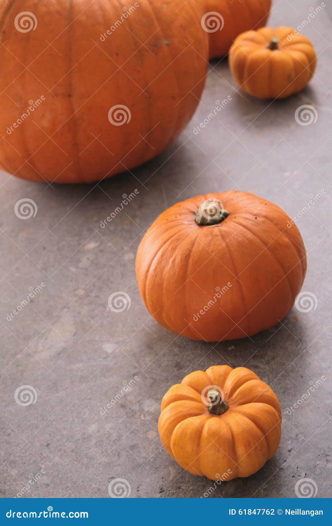 Fresh pumpkin vegetables stock photo. Image of seasonal - 61847762