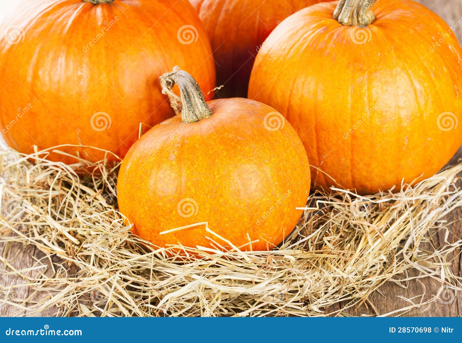 Fresh pumpkins stock photo. Image of food, autumn, pumpkin - 28570698