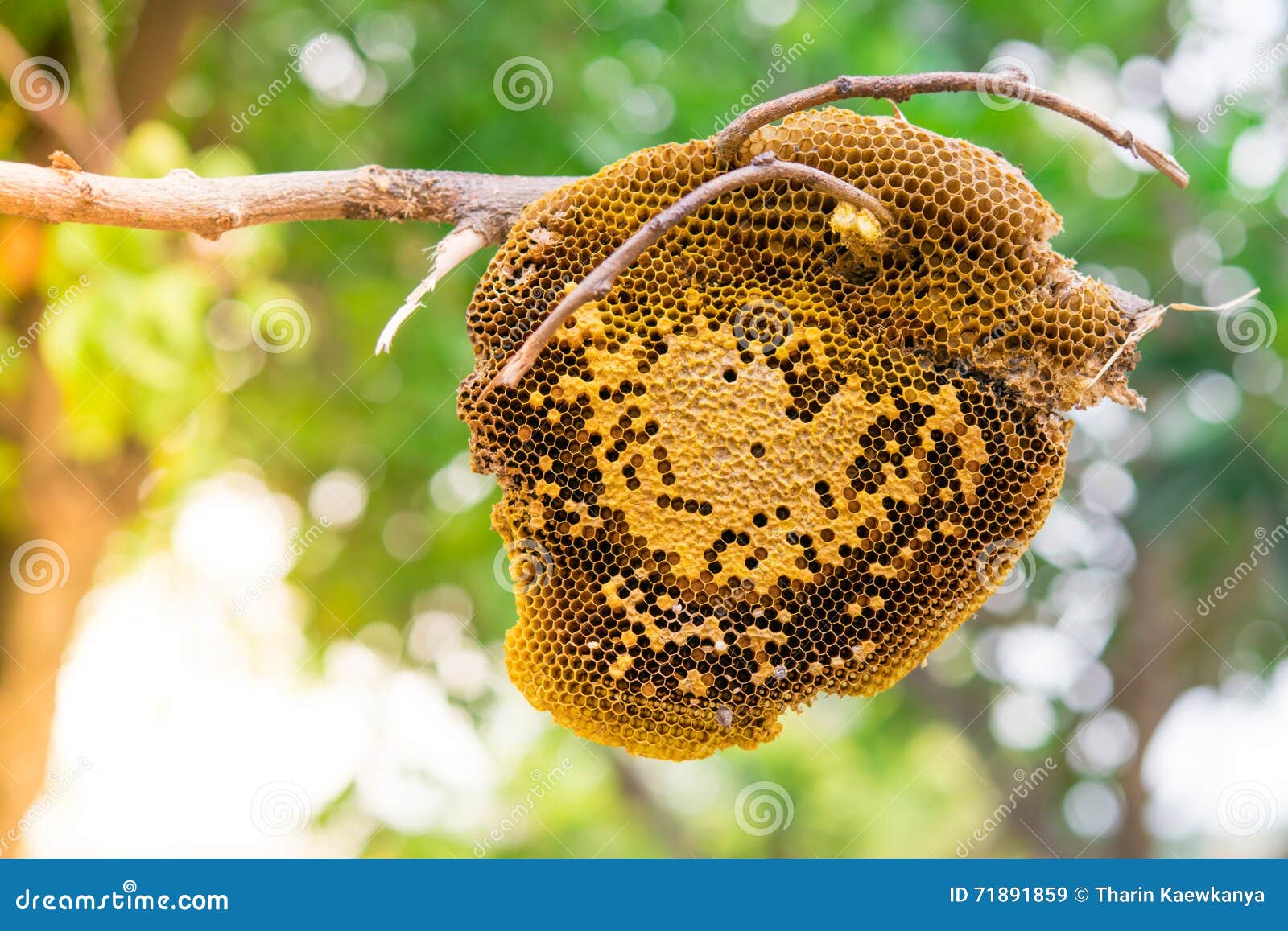Fresh pure honey honeycomb stock image. Image of honeycomb - 71891859