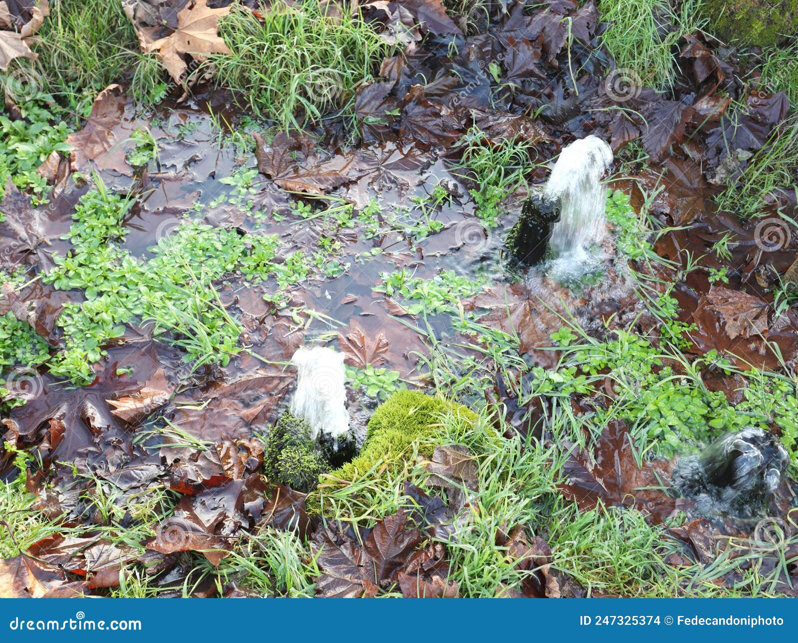 Fresh Pure Spring Water that Gushes from the Ground from a Mountain ...