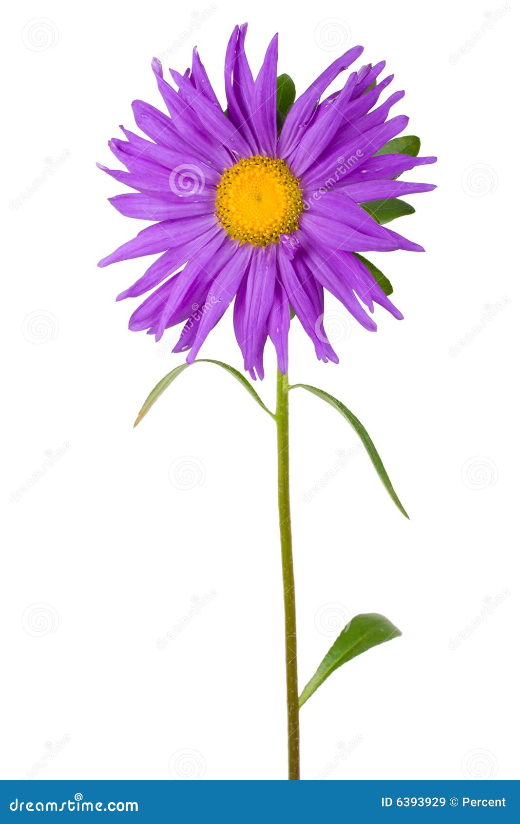 Fresh purple aster stock image. Image of head, flowers - 6393929