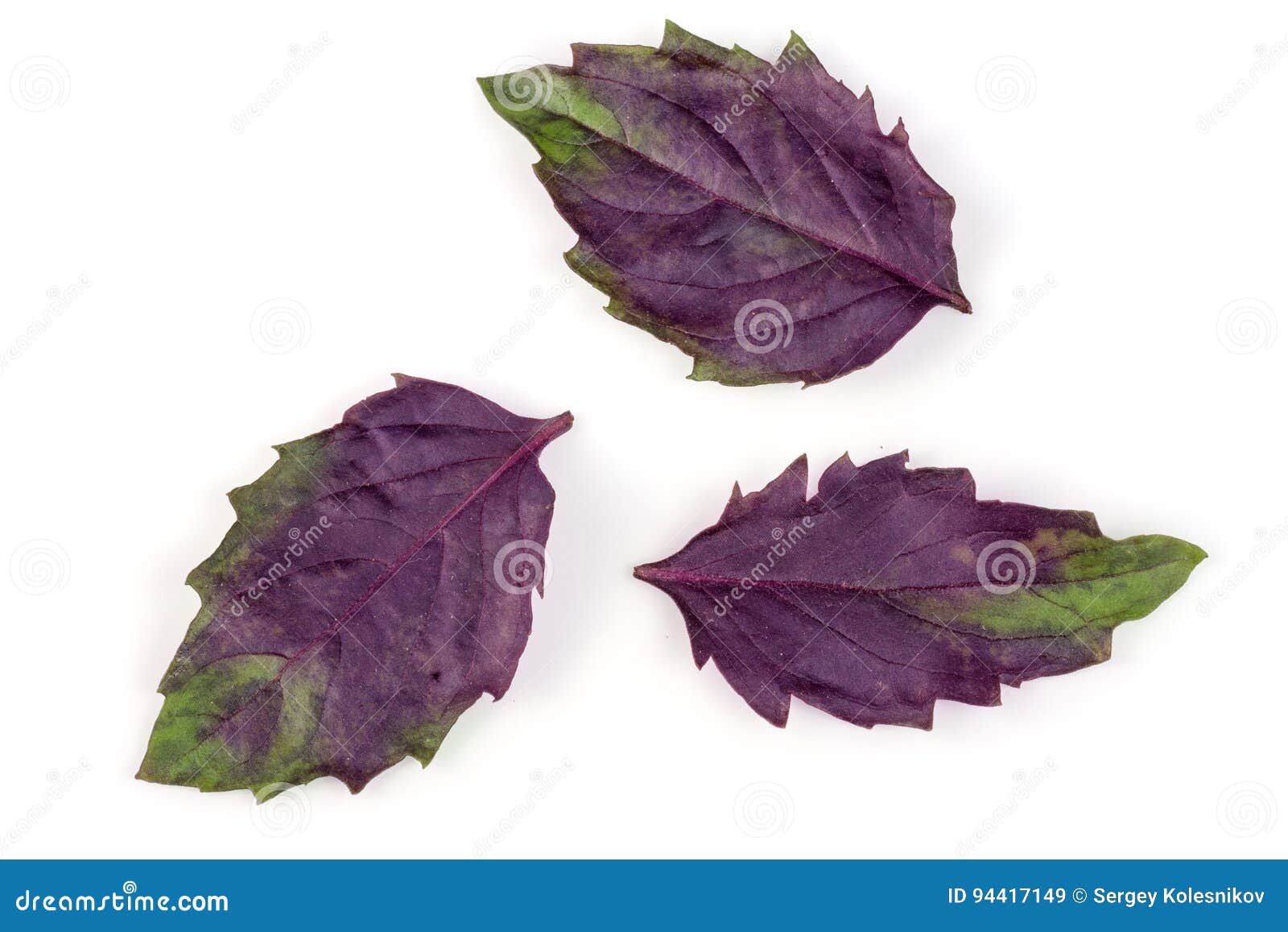 Fresh Purple Basil Leaves Isolated on White Background Stock Image ...