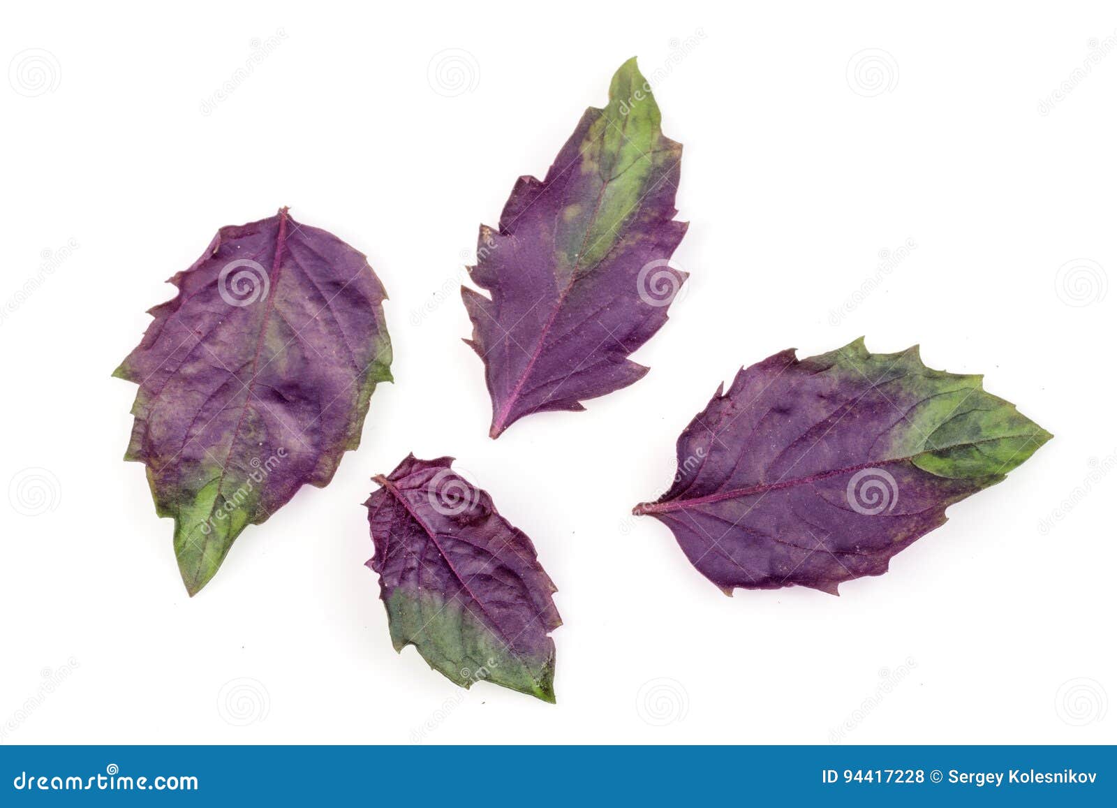 Fresh Purple Basil Leaves Isolated on White Background Stock Photo ...
