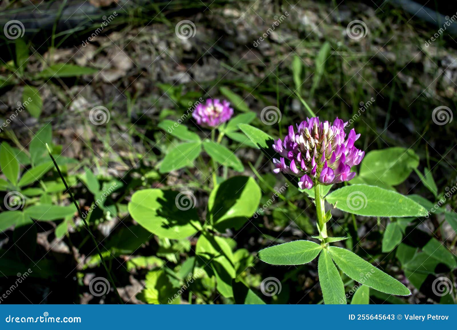 Fresh Purple Bright Blooming Clover in a Forest Clearing Stock Image ...