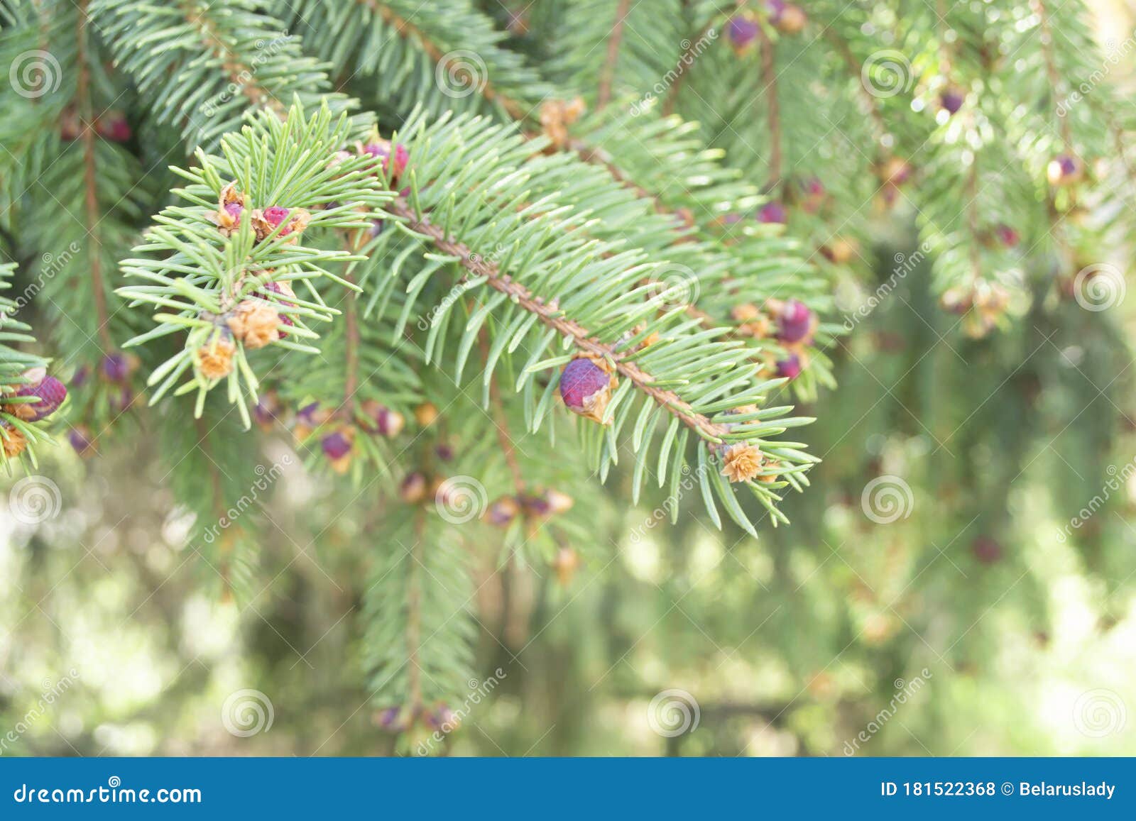 Fresh Purple Buds of a Spruce Tree in Spring Stock Photo - Image of ...