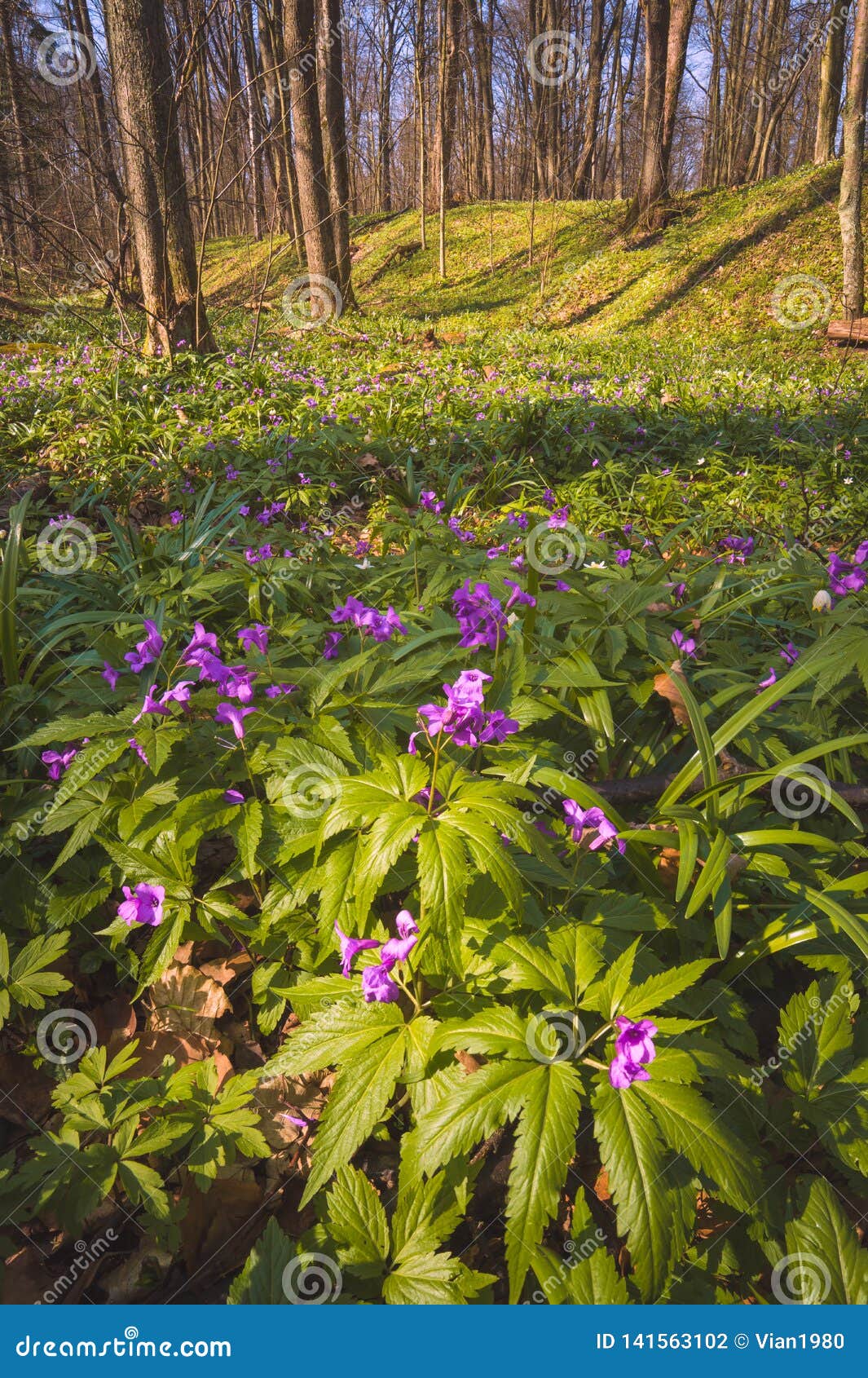 Fresh purple flowers stock photo. Image of beauty, natural - 141563102