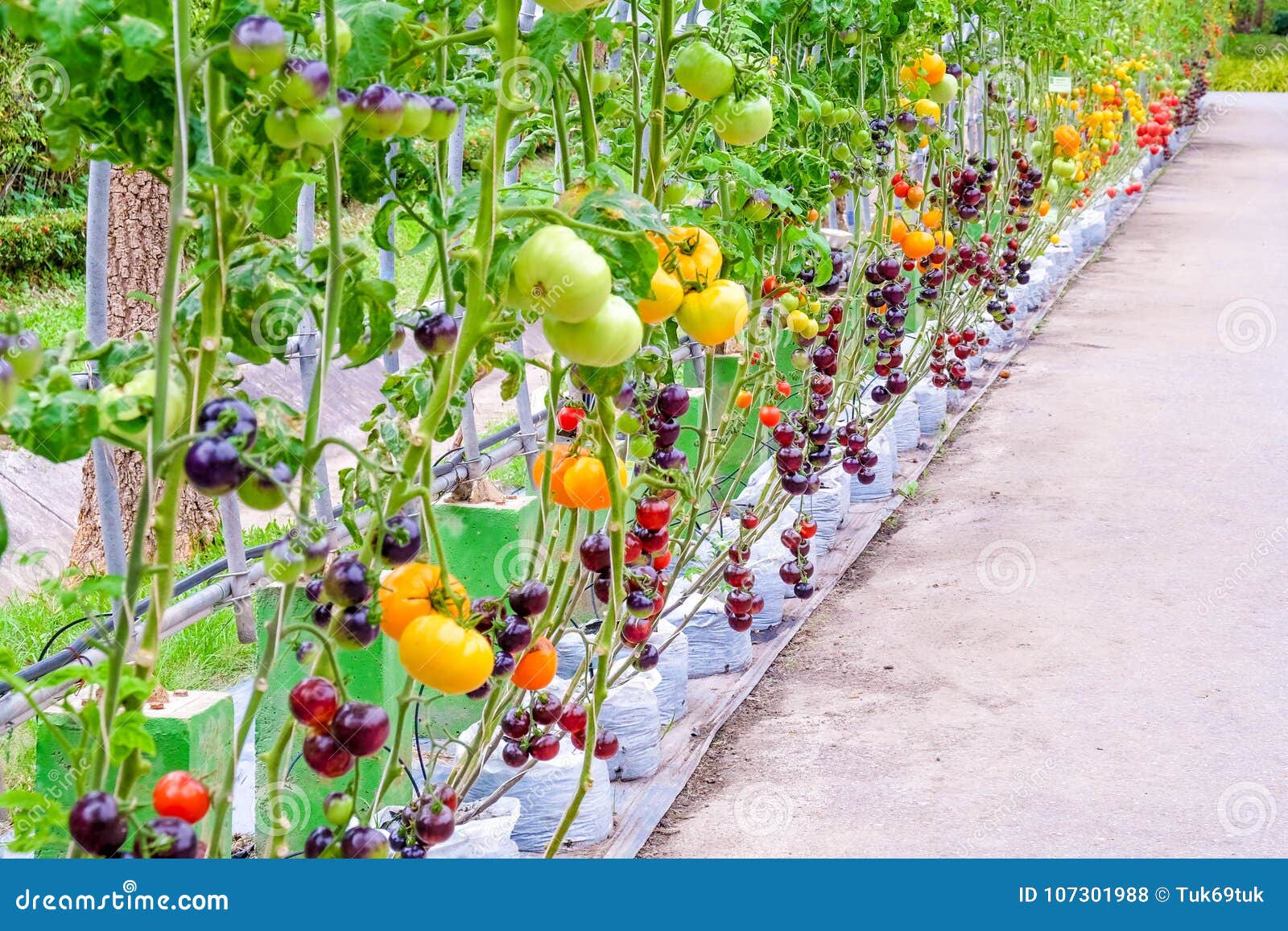 Tomatoes On Vine. Ripening Tomatoes On A Branch In The Open Field ...