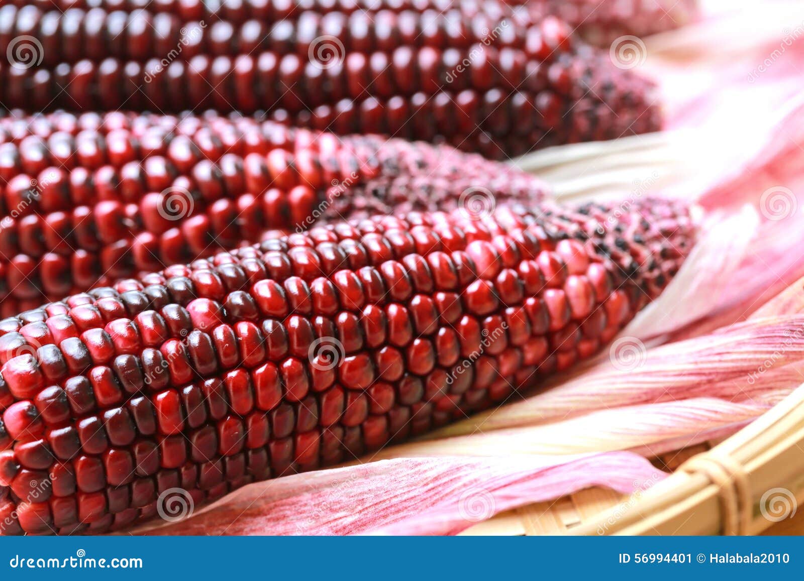Fresh purple organic corn stock image. Image of background - 56994401