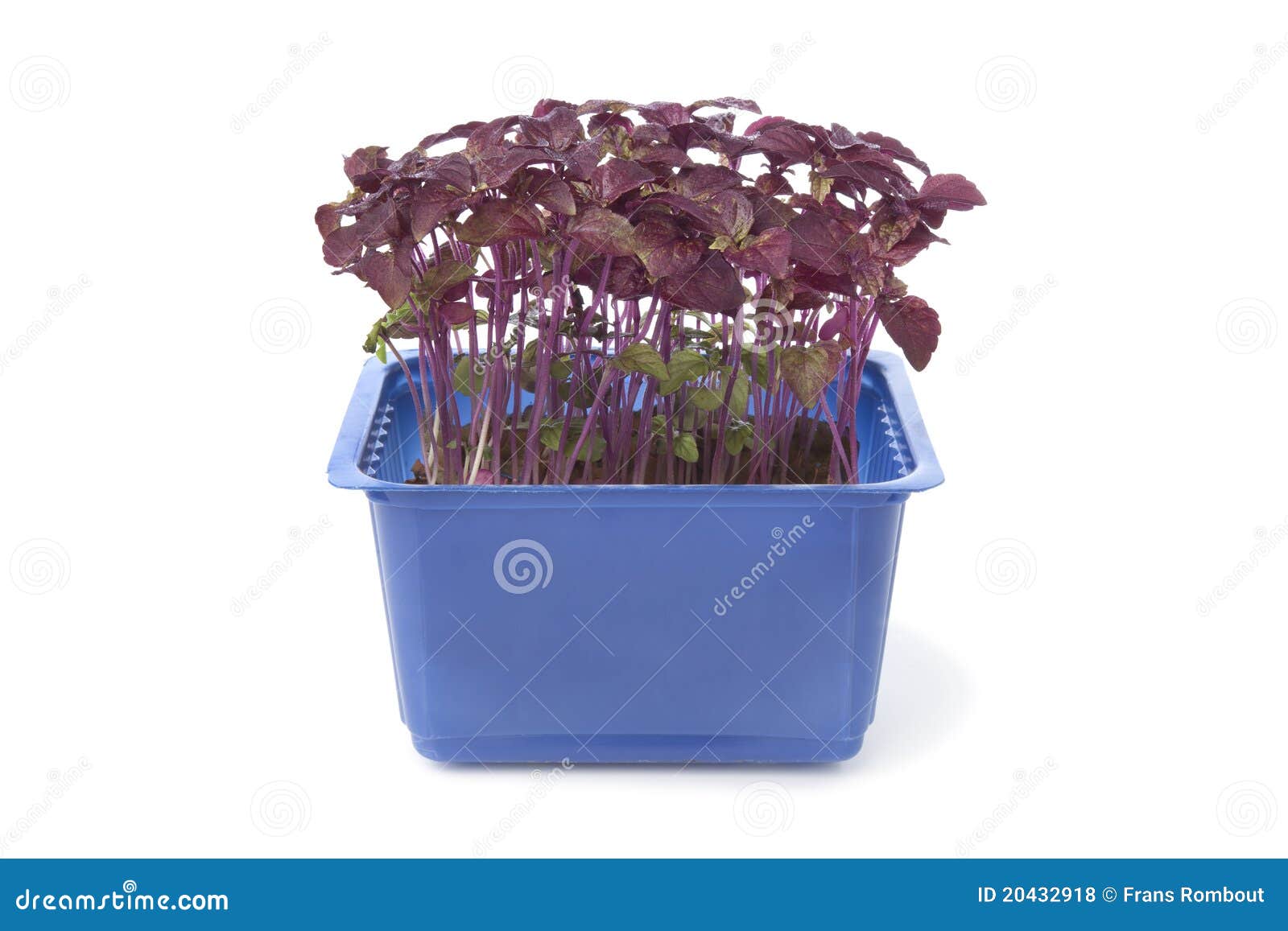 Purple Shiso Sprouts Stock Photos - Free & Royalty-Free Stock Photos ...
