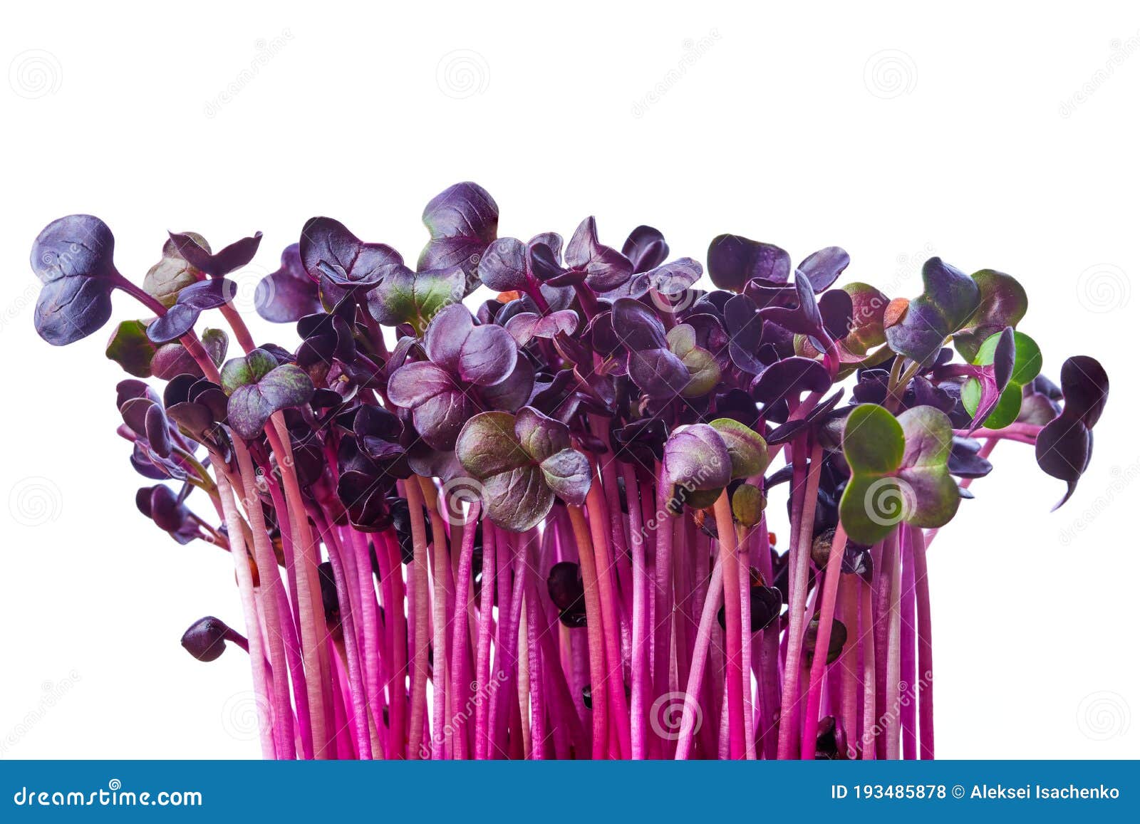 Radish Microgreens. Sprouting Microgreens. Seed Germination At Home ...