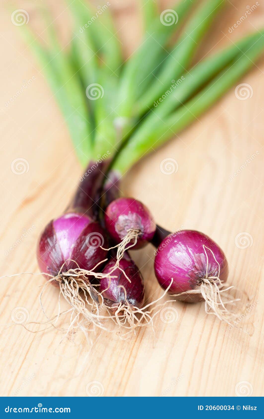 Fresh purple spring onions stock photo. Image of sand - 20600034