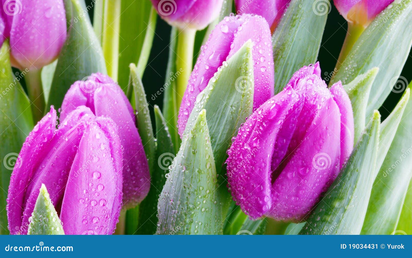 Fresh purple tulips stock image. Image of bright, macro - 19034431