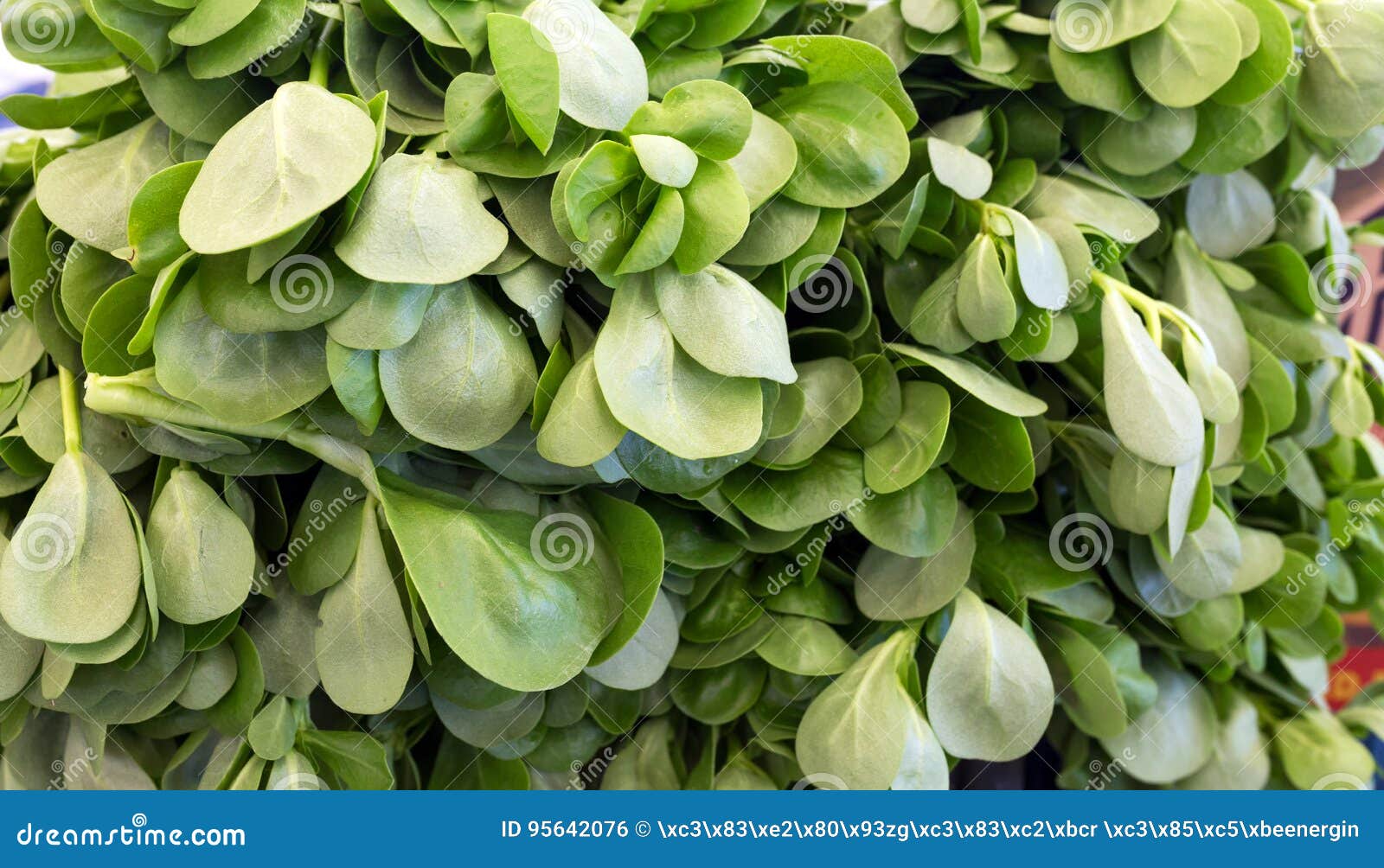 Fresh Purslane Plant In A Wooden Crate On A Background Portulaca ...