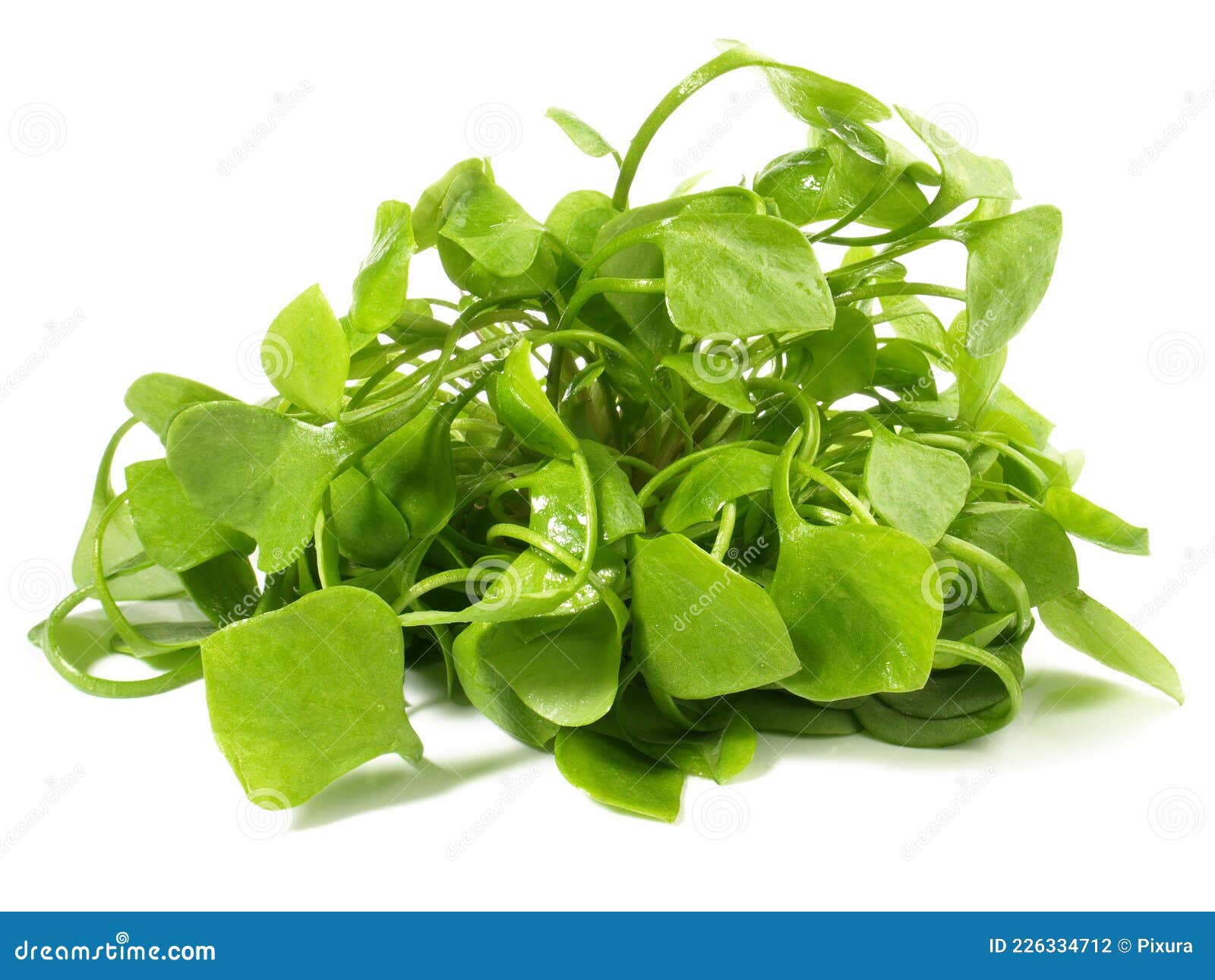Fresh Purslane on White Background - Isolated Stock Photo - Image of ...