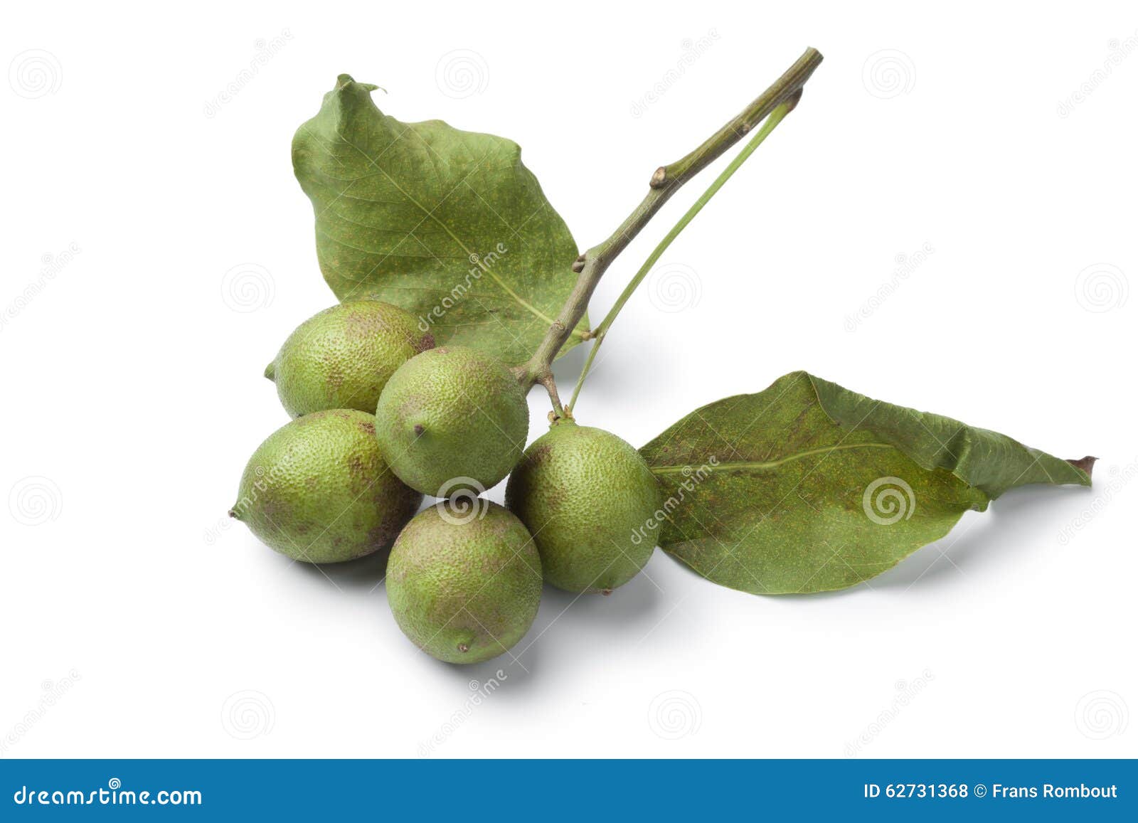 Fresh quenepa fruit stock photo. Image of tropical, bijugatus - 62731368