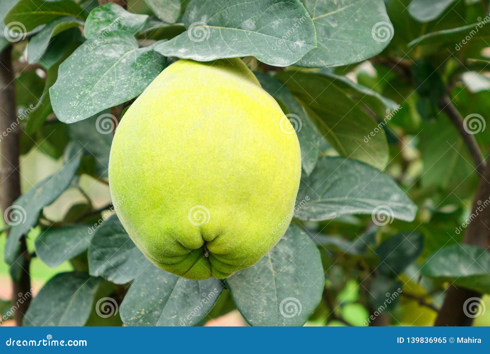 Fresh Quince and Leaves on Tree Branches Stock Image - Image of dieting ...