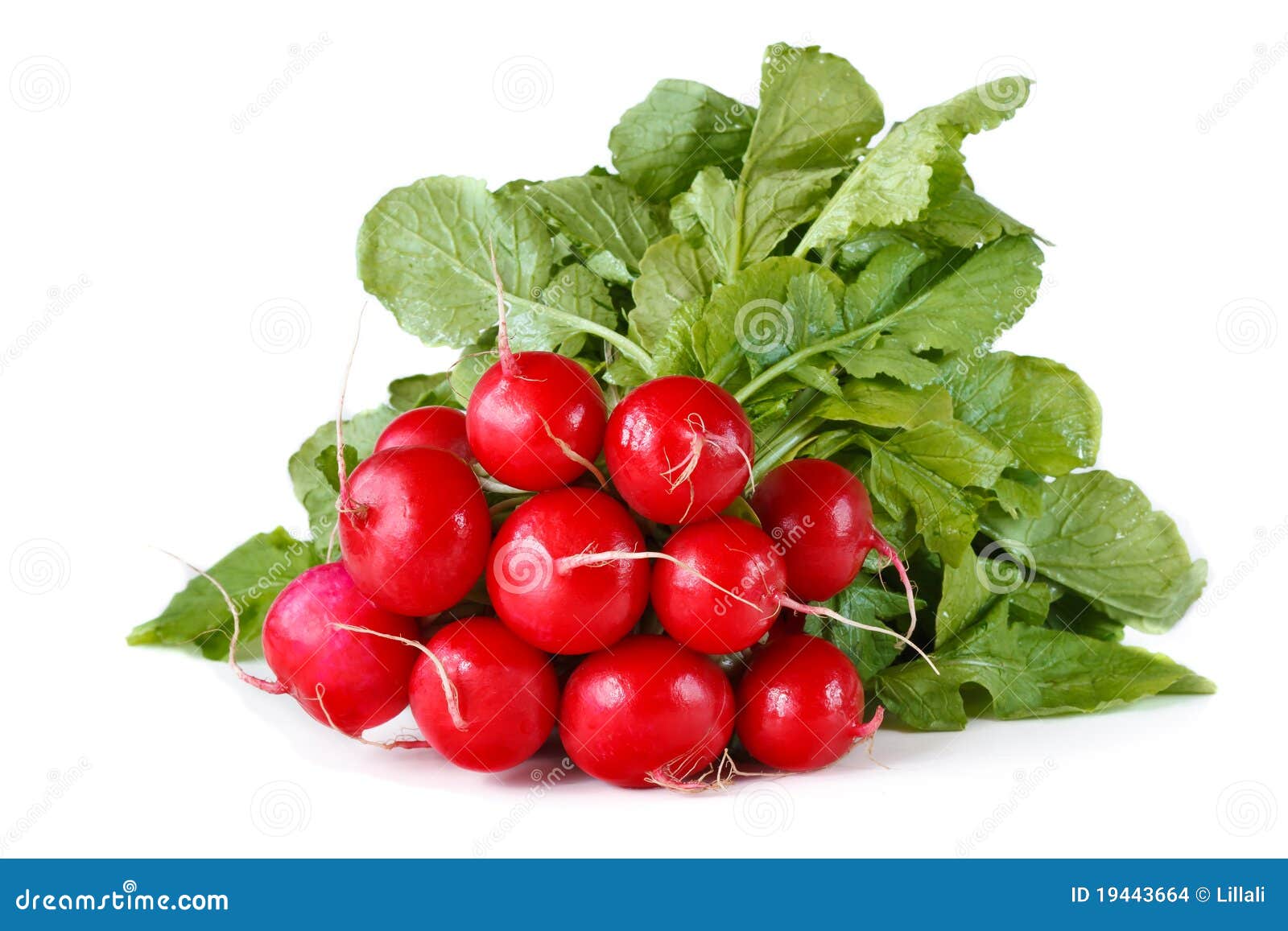 Fresh radish. stock photo. Image of natural, food, heap - 19443664