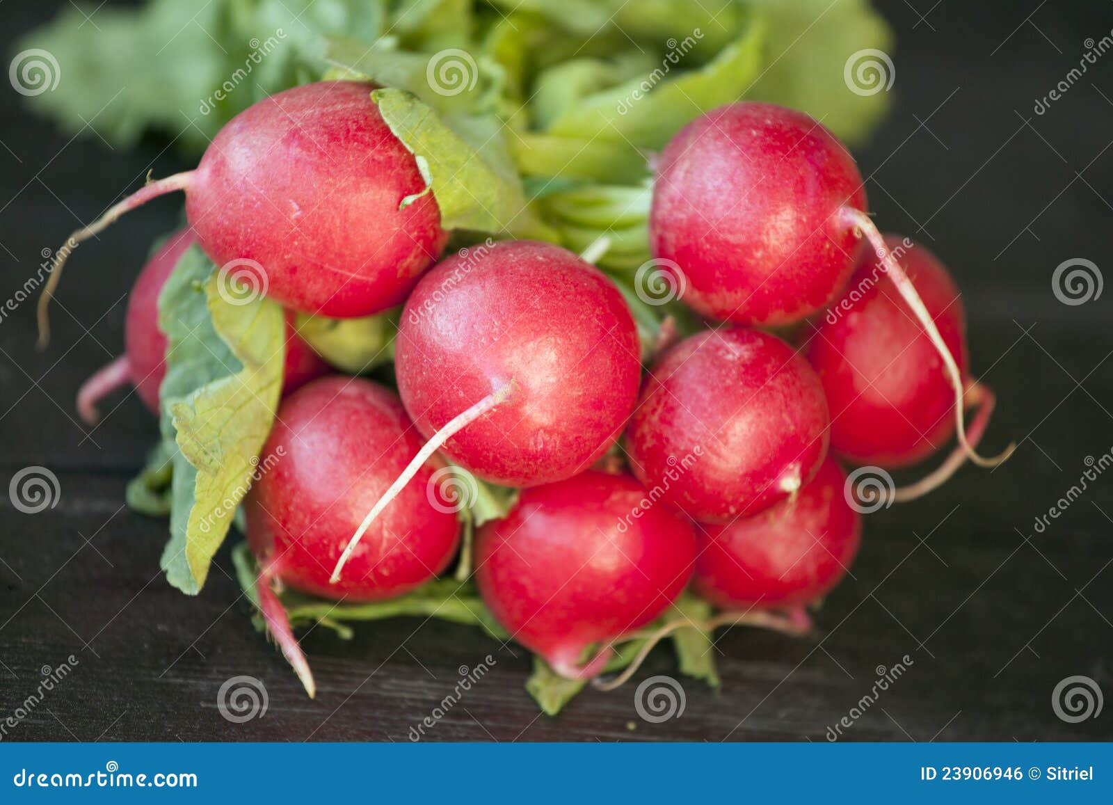 Fresh radish stock photo. Image of fresh, objects, plant - 23906946