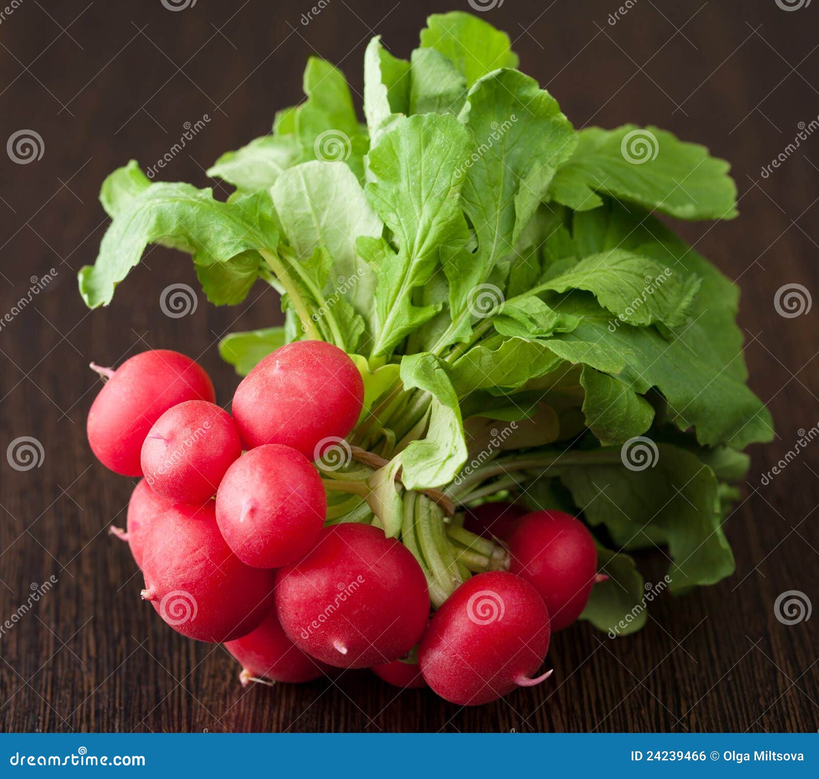 Fresh radish stock photo. Image of radish, ingredient - 24239466