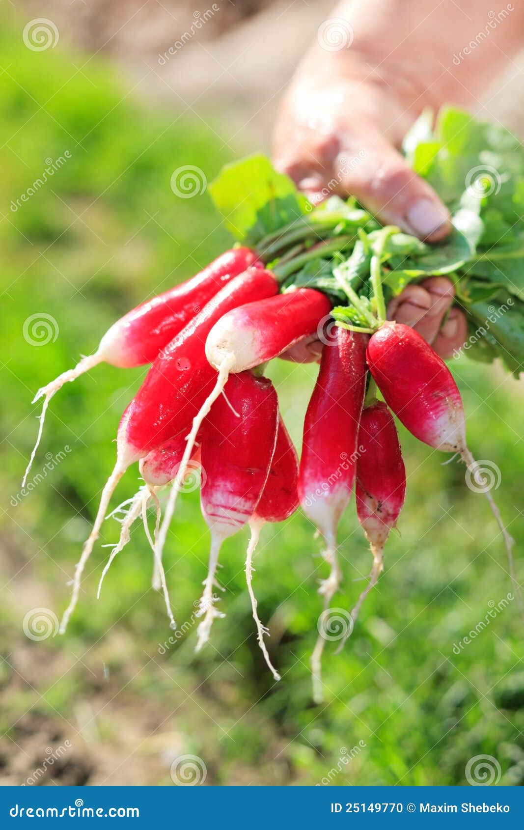 Fresh radish stock photo. Image of bunch, nature, muddy - 25149770
