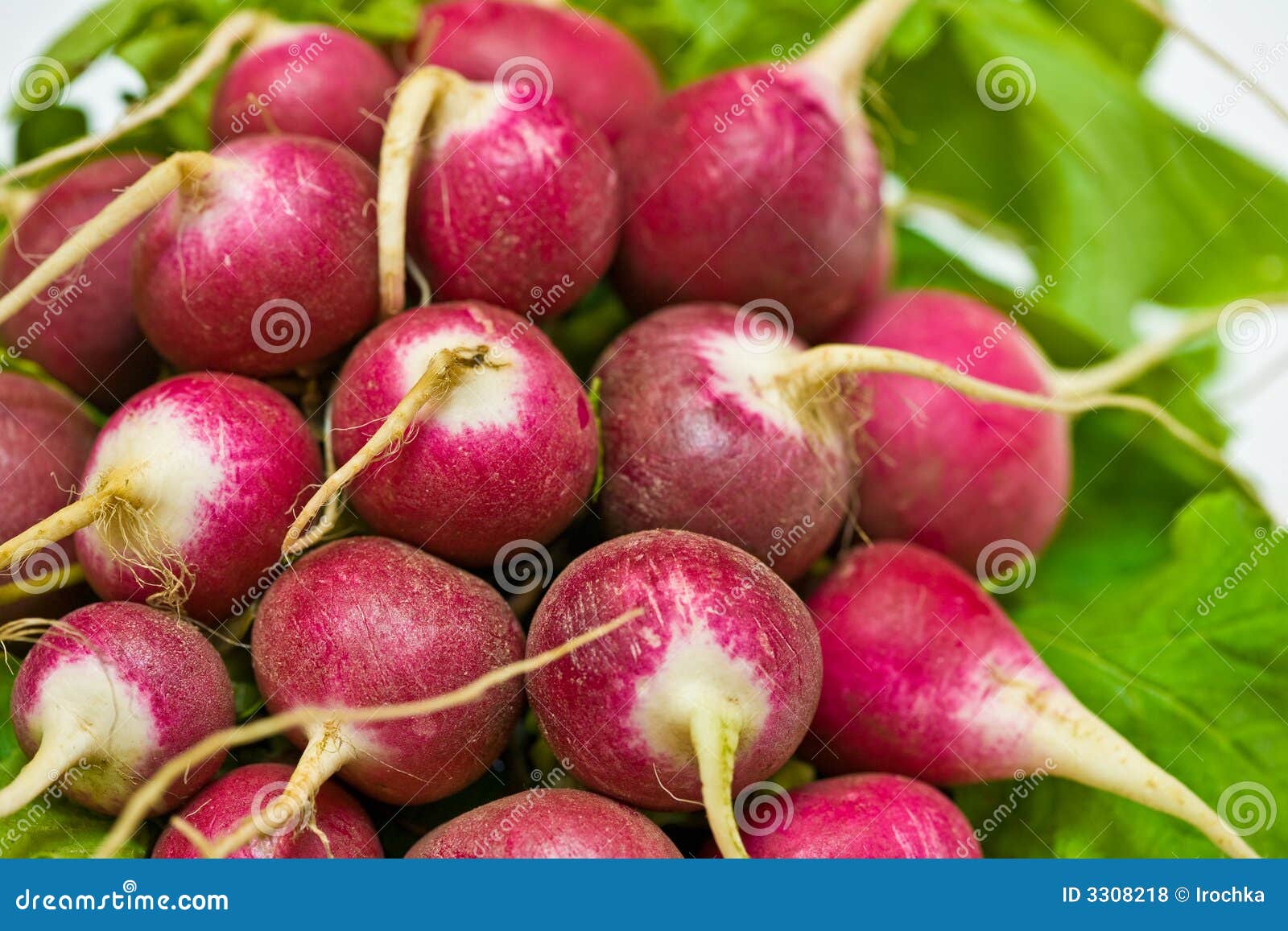Fresh radish stock photo. Image of closeup, color, vegetable - 3308218