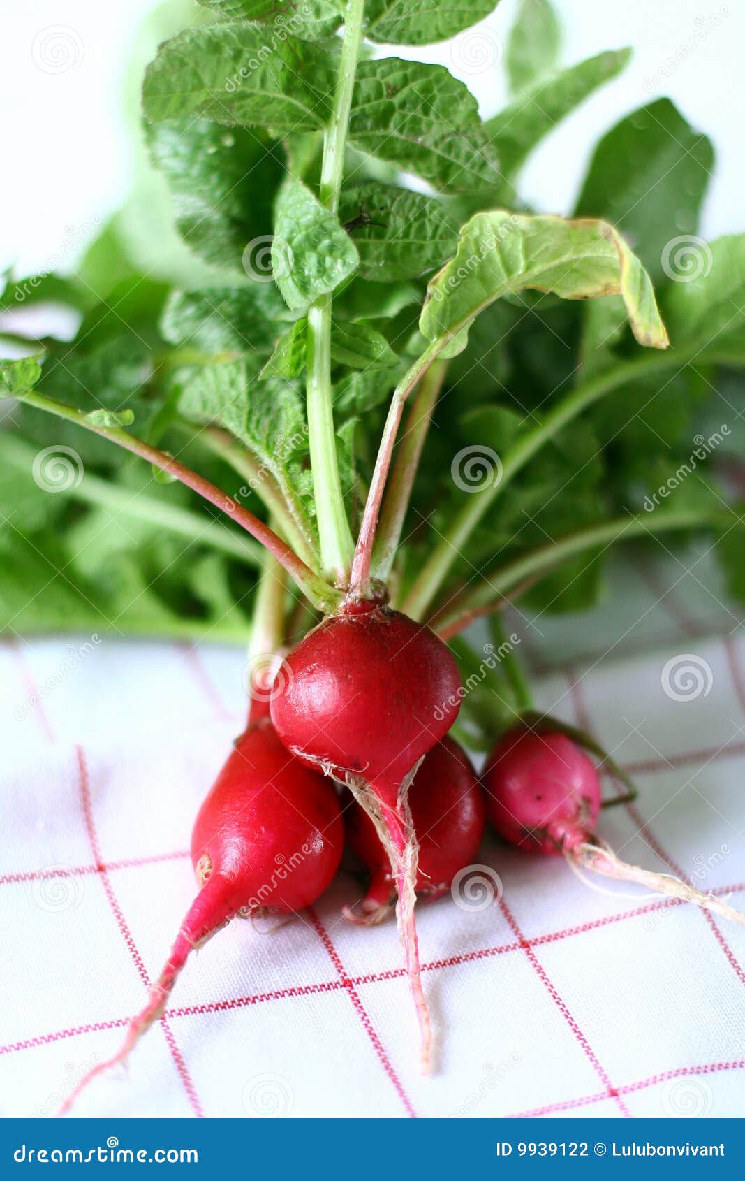 Fresh radish stock photo. Image of vegetable, checkered - 9939122