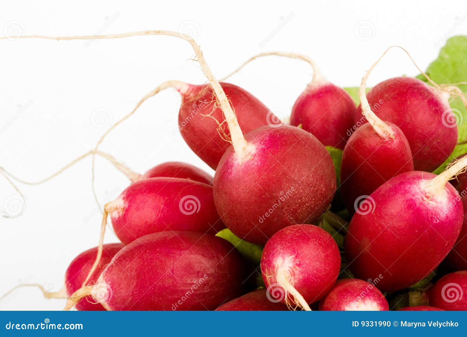Fresh radish bunch stock photo. Image of round, healthy - 9331990