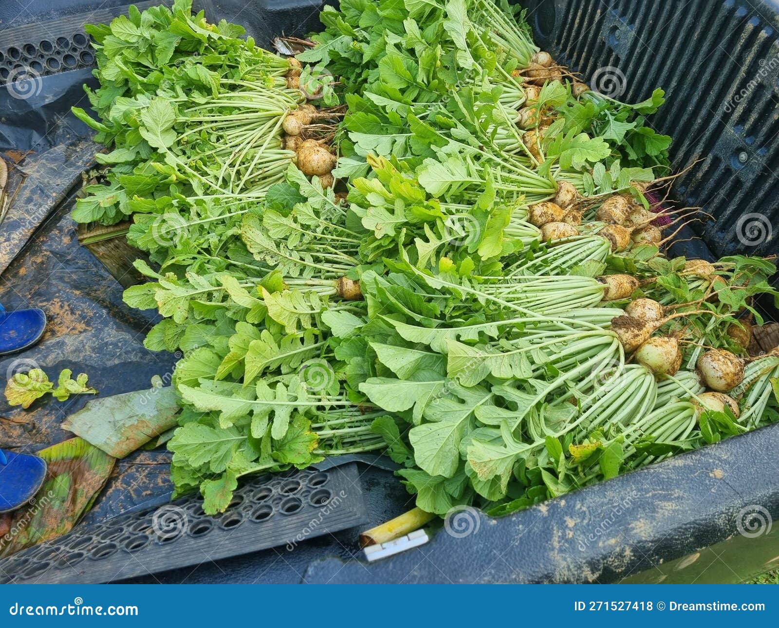Fresh Radish Cultivating Crop Stock Photo - Image of culti, fresh ...
