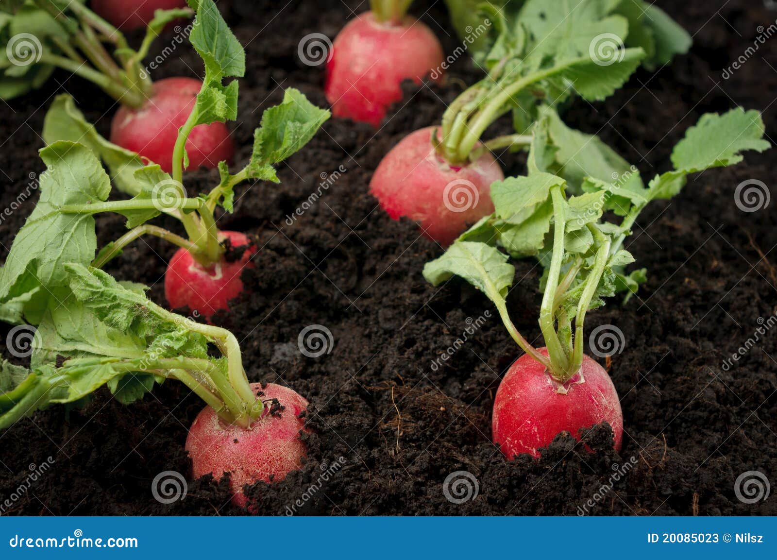 Fresh radish field stock image. Image of field, garden - 20085023