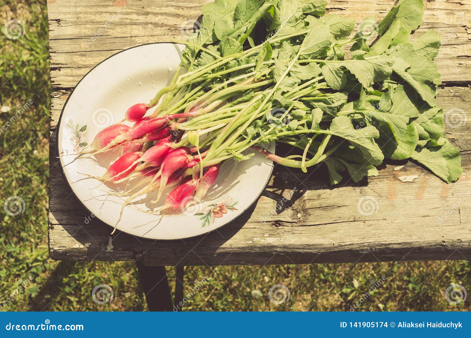Fresh Radish in a Garden/rustic Style: Fresh Radish in a Garden on ...