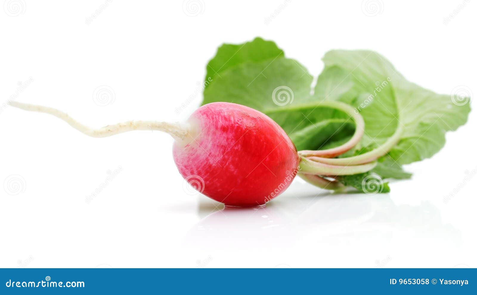 Fresh Radish with Green Leaf Stock Photo - Image of fresh, organic: 9653058