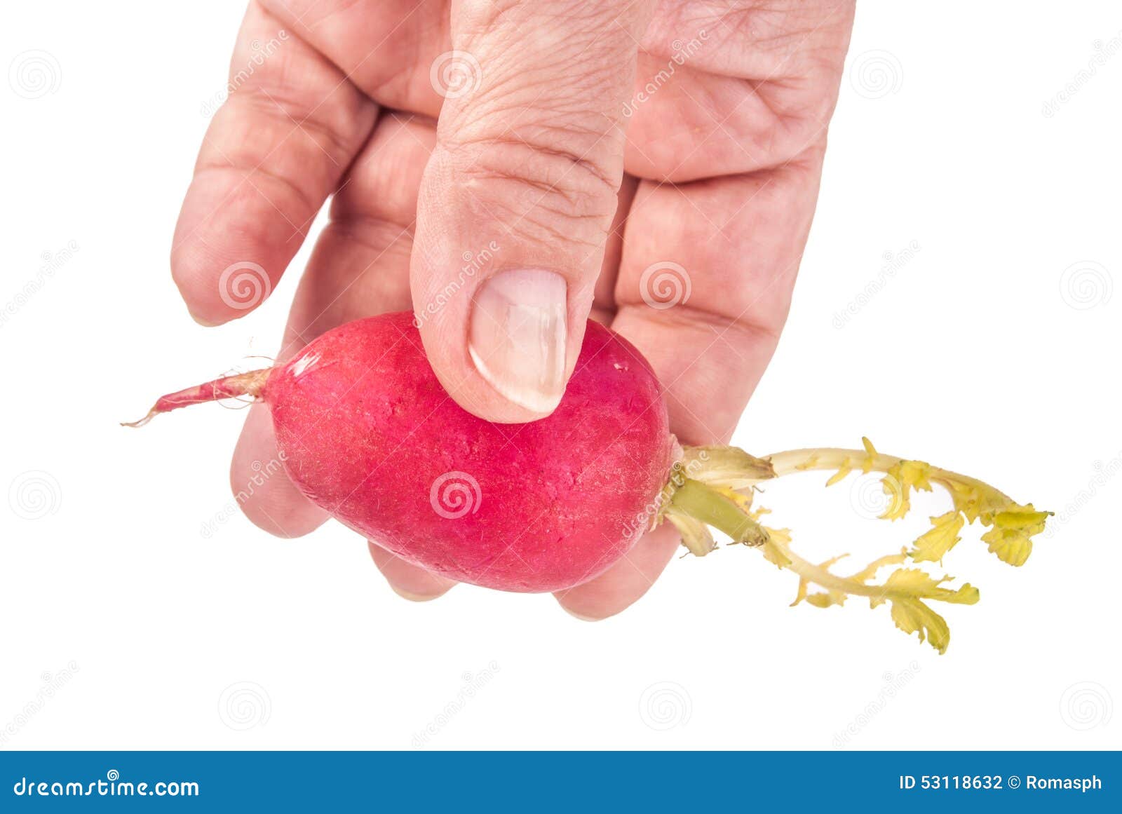 Fresh radish stock photo. Image of intact, health, healthy - 53118632