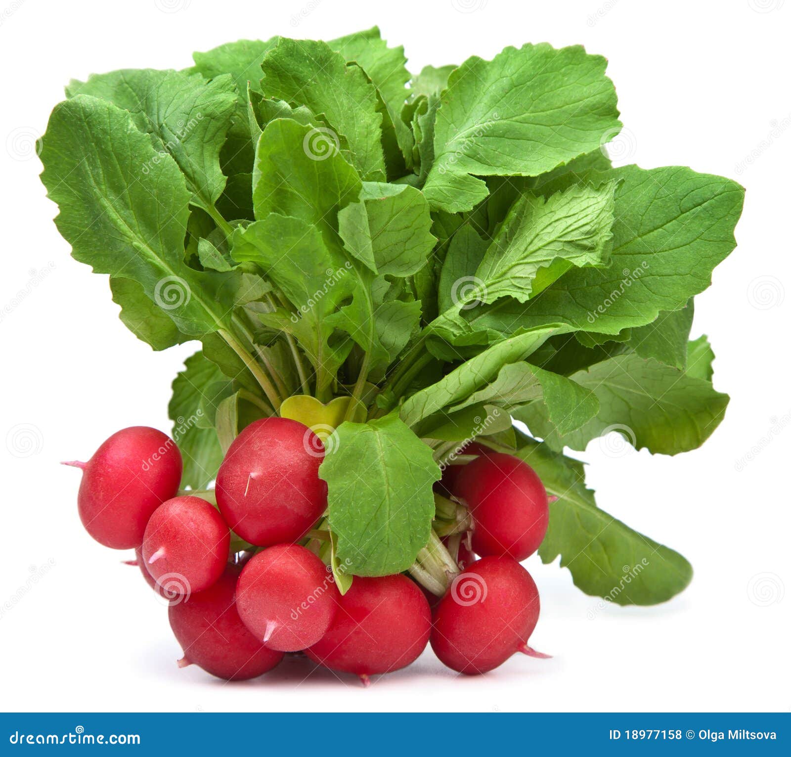 Fresh radish isolated stock photo. Image of healthy, small - 18977158