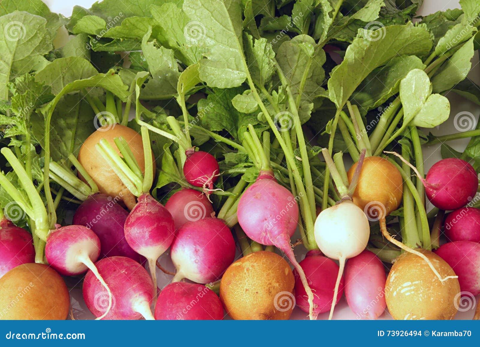 Fresh radish stock photo. Image of refreshment, vegetable - 73926494