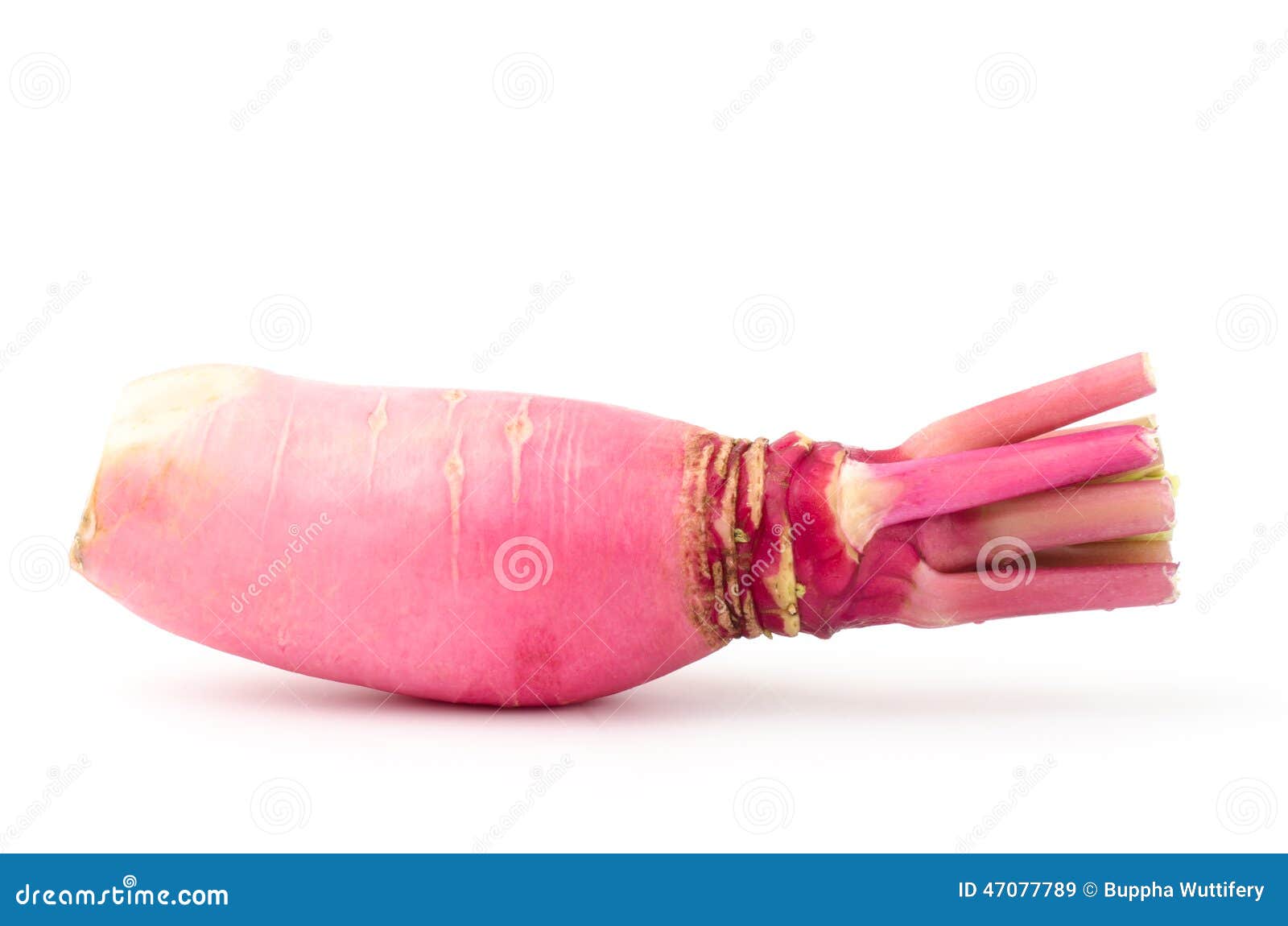 Fresh radish stock image. Image of healthy, nutrient - 47077789