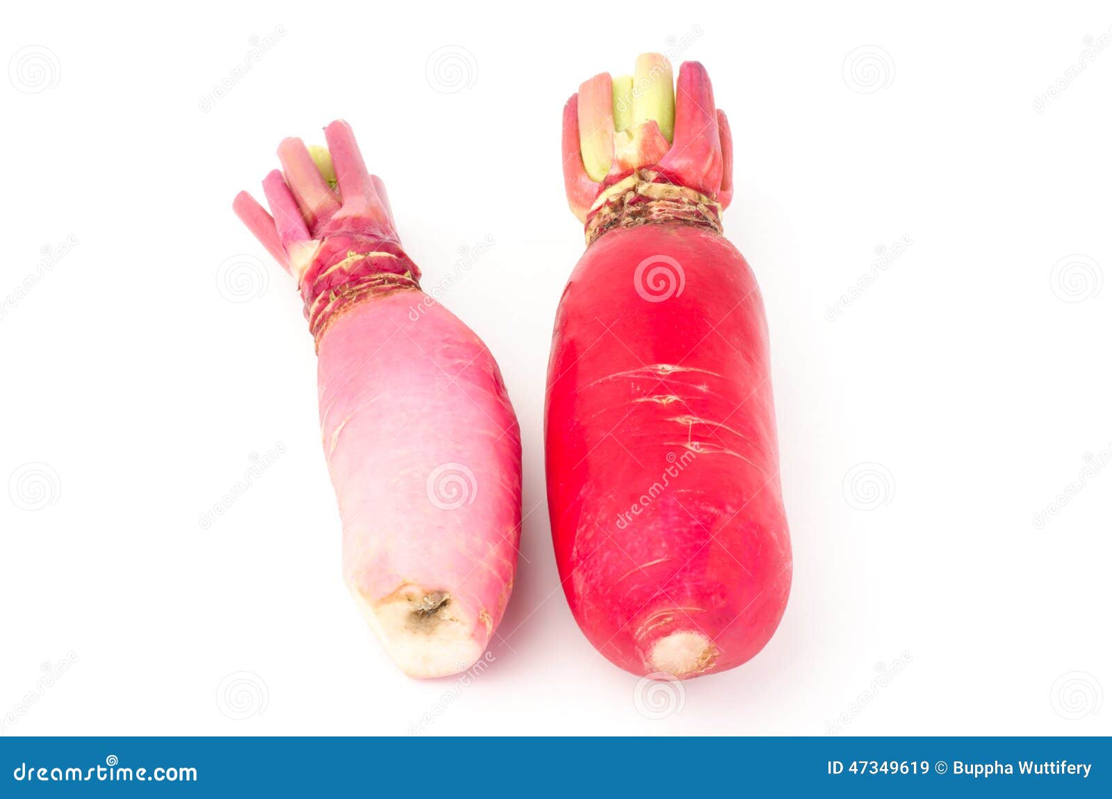 Fresh radish stock image. Image of organic, food, healthy - 47349619