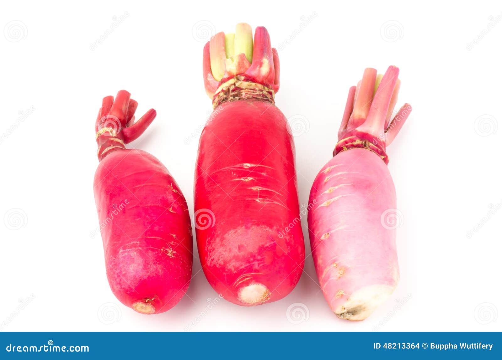 Fresh radish stock photo. Image of radish, organic, ingredient - 48213364