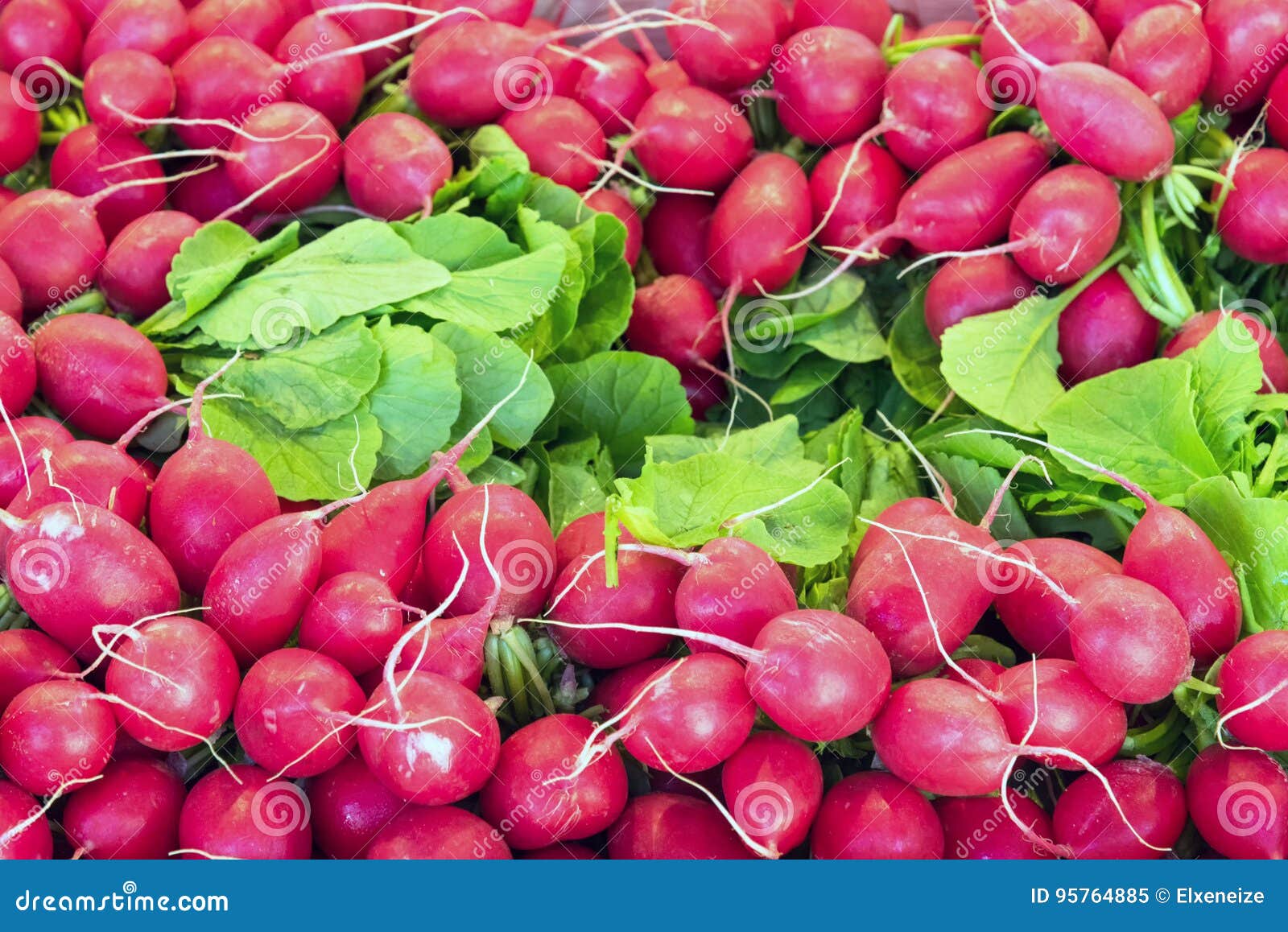 Fresh radish for sale stock image. Image of market, grocery - 95764885