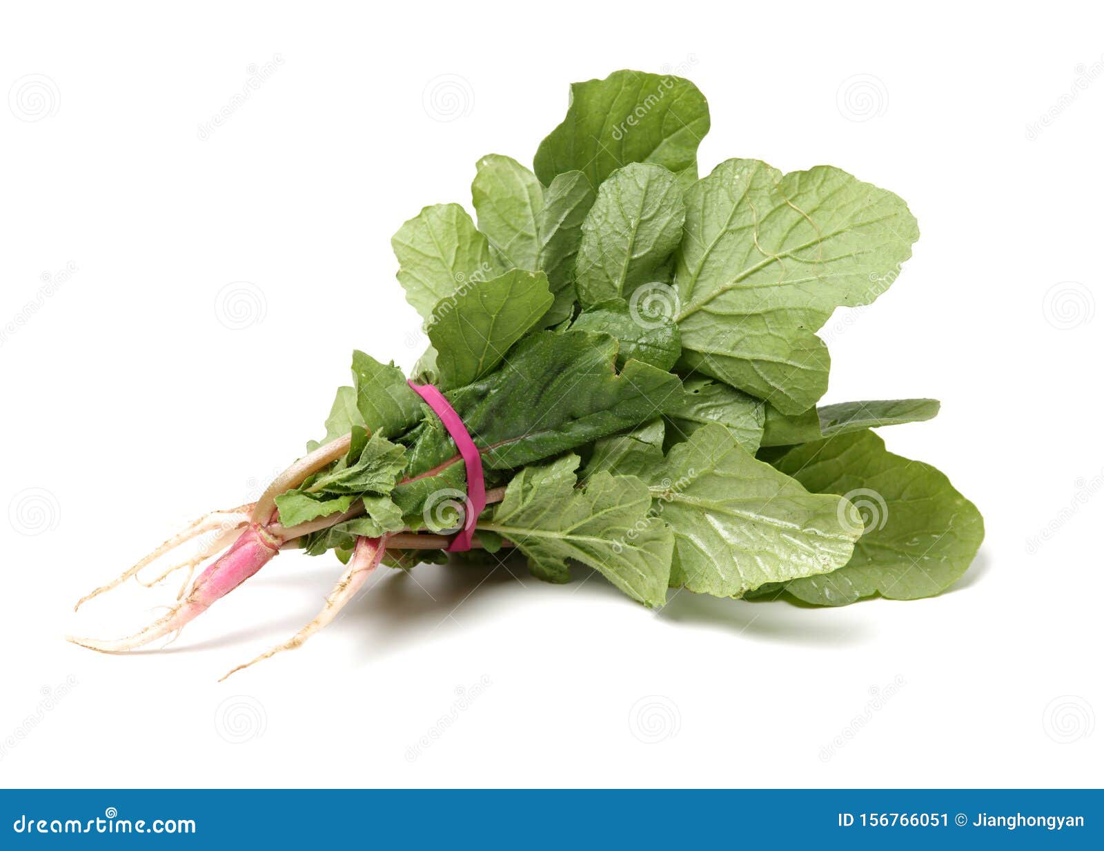 Fresh Radish Sprouts or Kaiware Daikon Stock Image - Image of plant ...